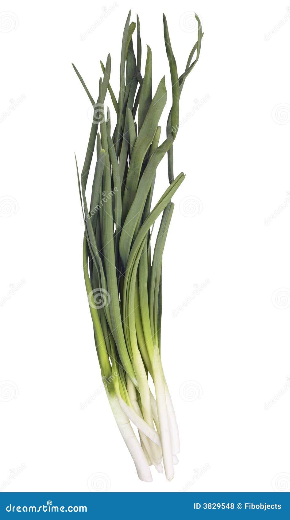 Bunch of Leek stock photo. Image of green, brisk, isolated - 3829548