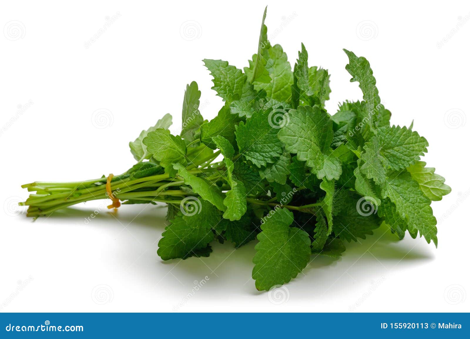Bunch Of Lemon Balm Or Melissa Plant Isolated Stock Image - Image of ...