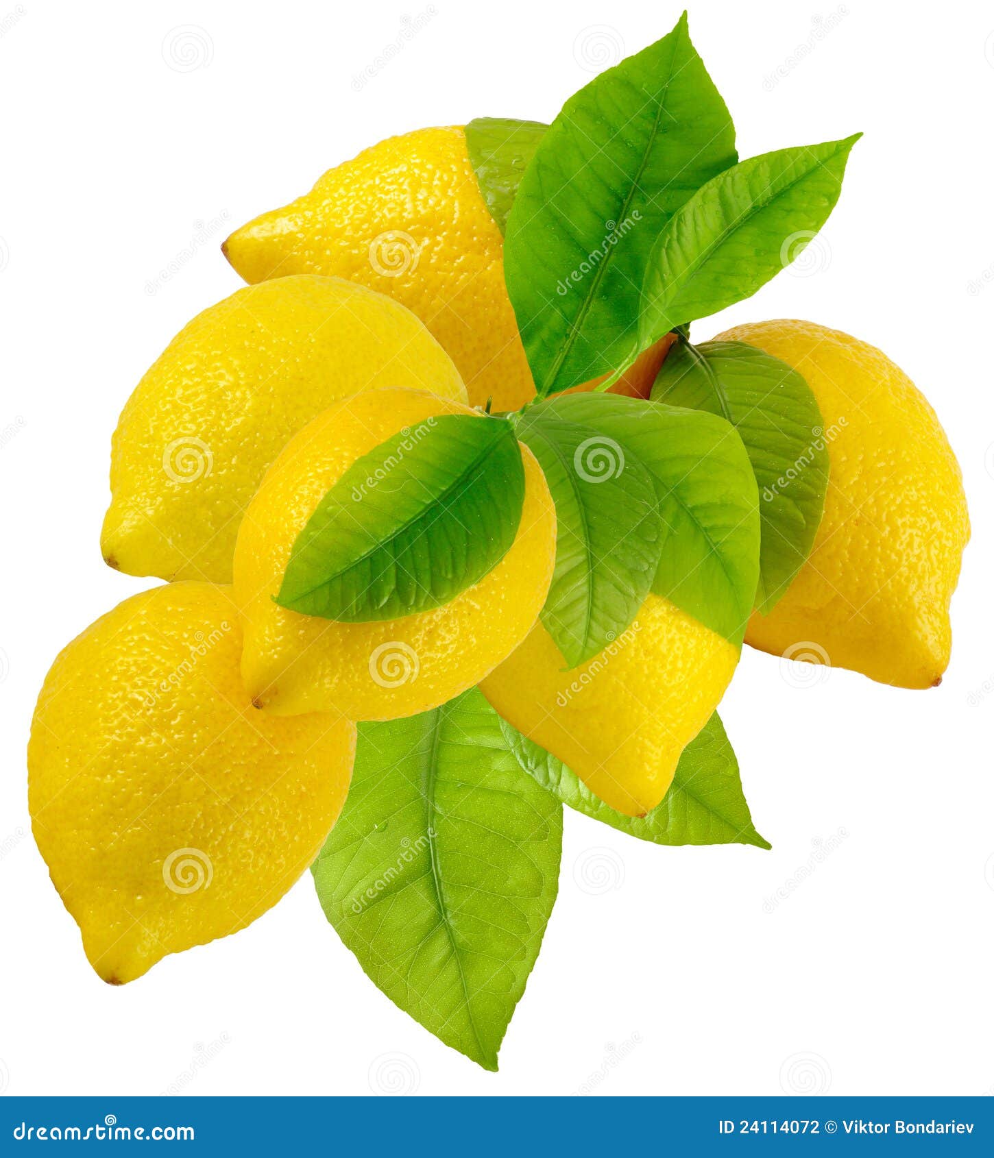 A bunch of lemons stock photo. Image of full, fresh, healthy - 24114072