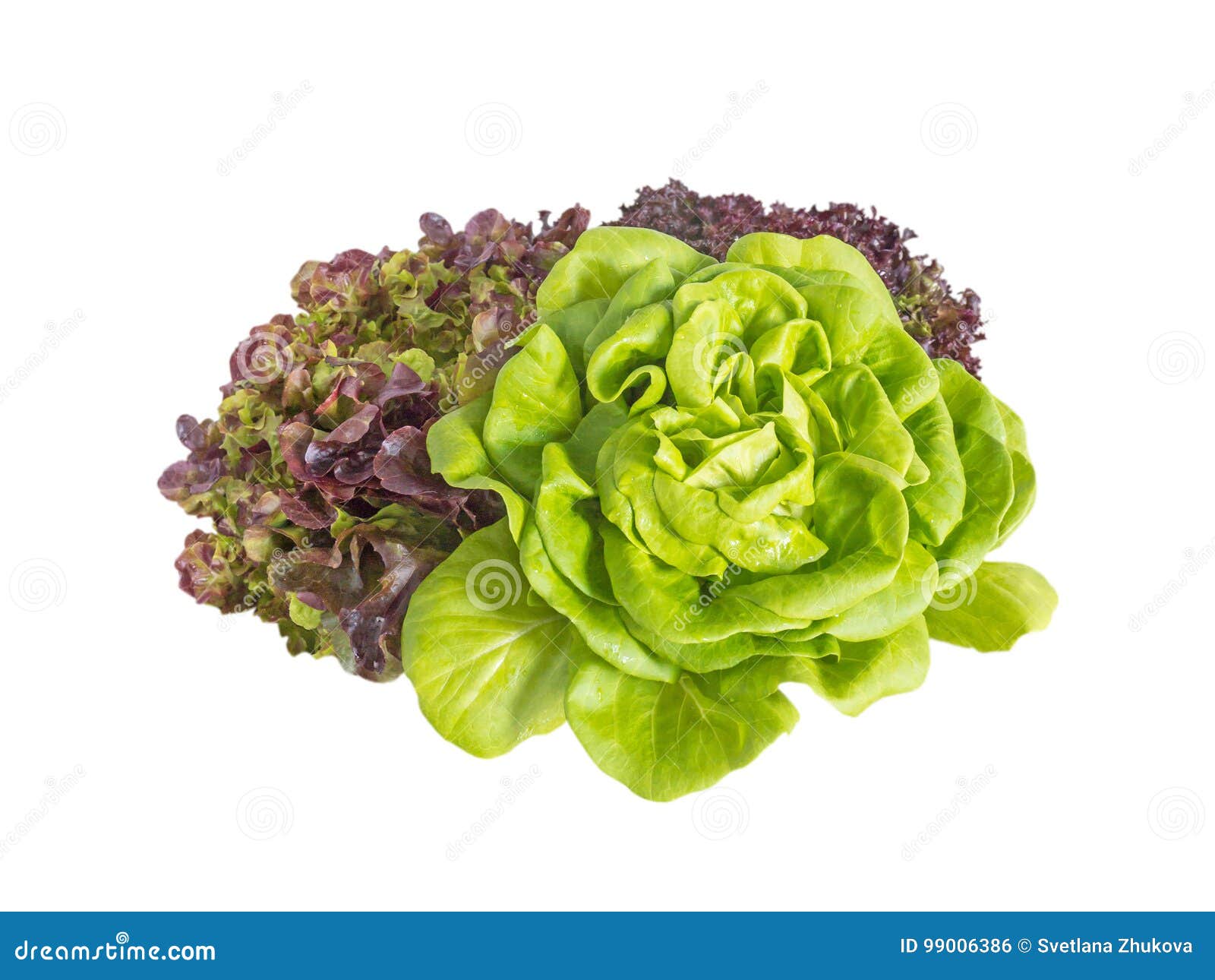 Bunch of lettuce salad stock photo. Image of vegan, plant - 99006386