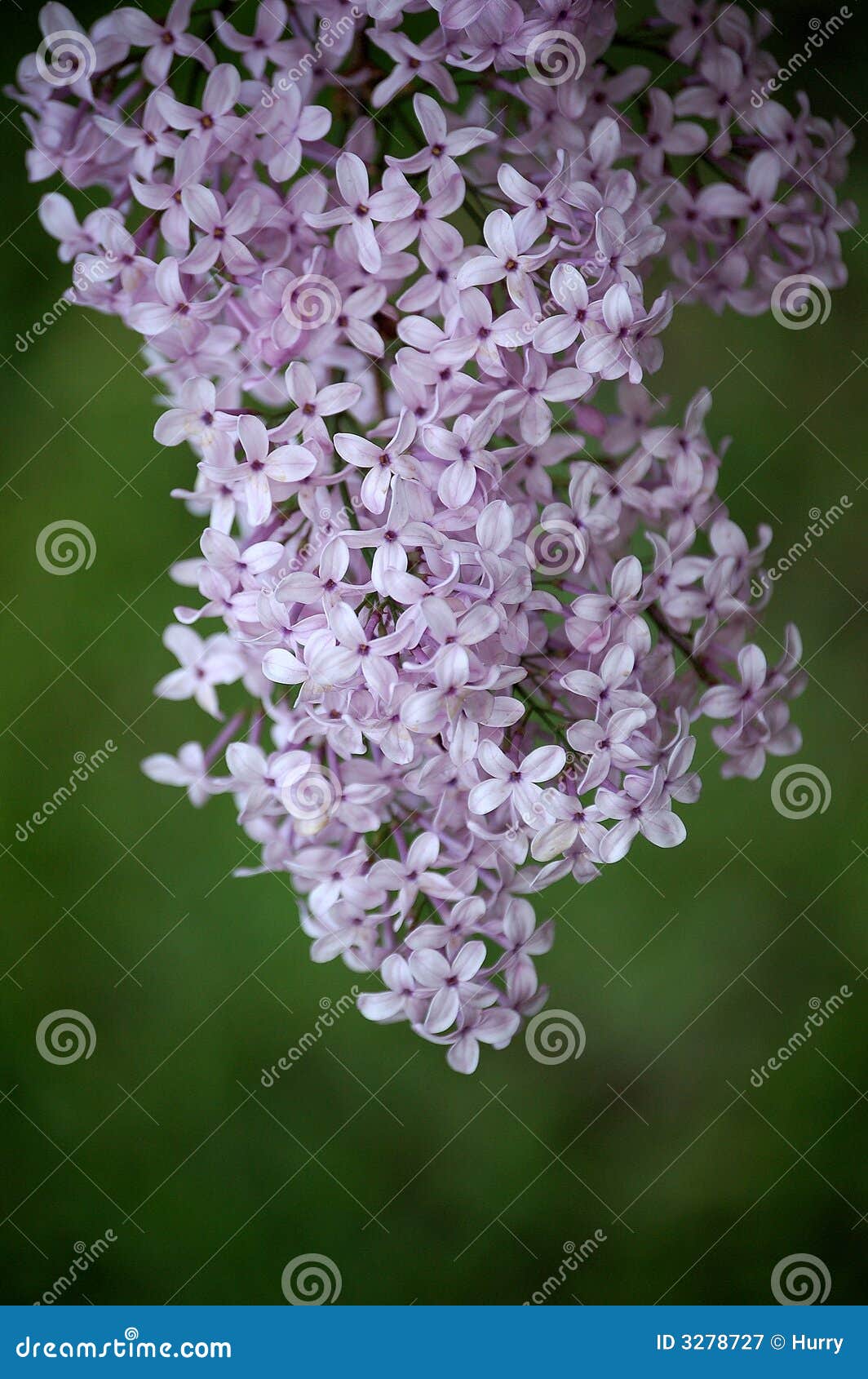 Bunch of lilac flowers stock image. Image of blossom, close - 3278727