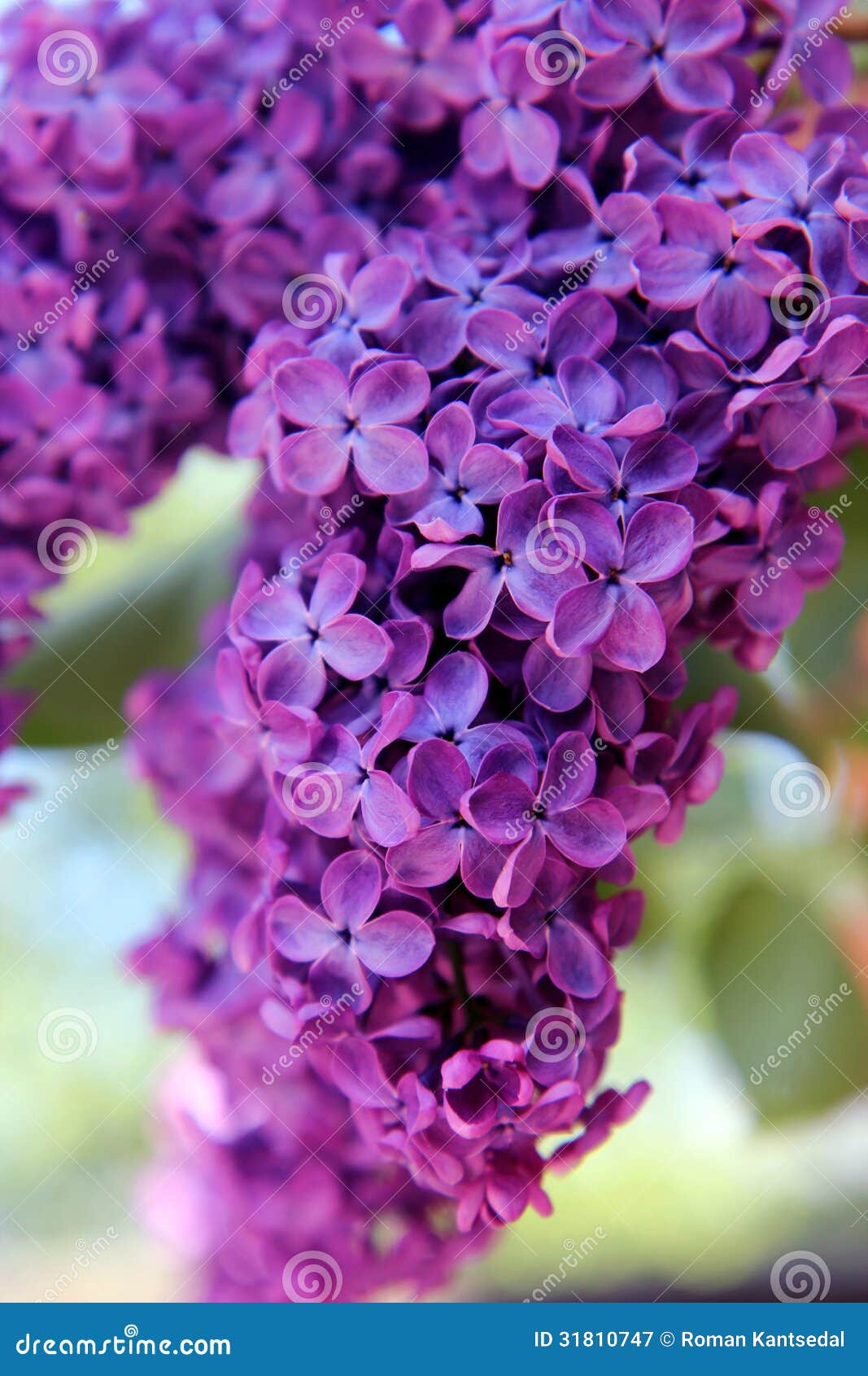 Bunch of lilac flowers stock image. Image of blossom - 31810747