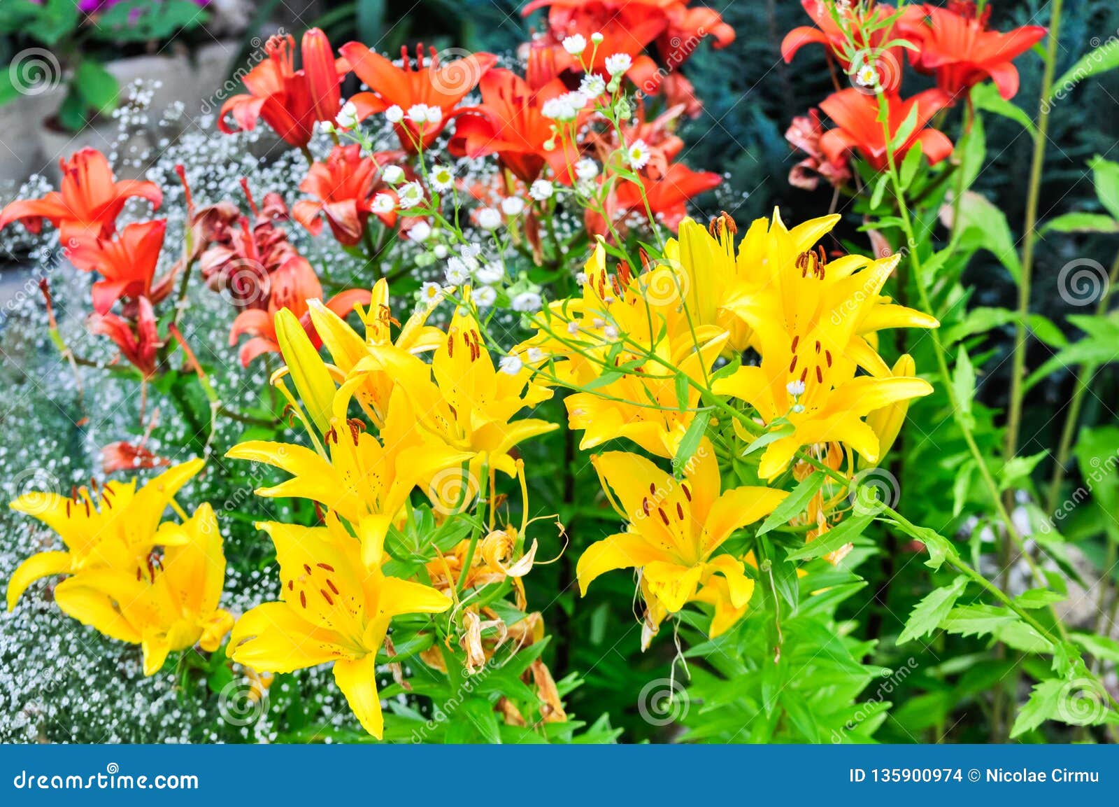 Bunch of lilies stock photo. Image of elegant, nature - 135900974