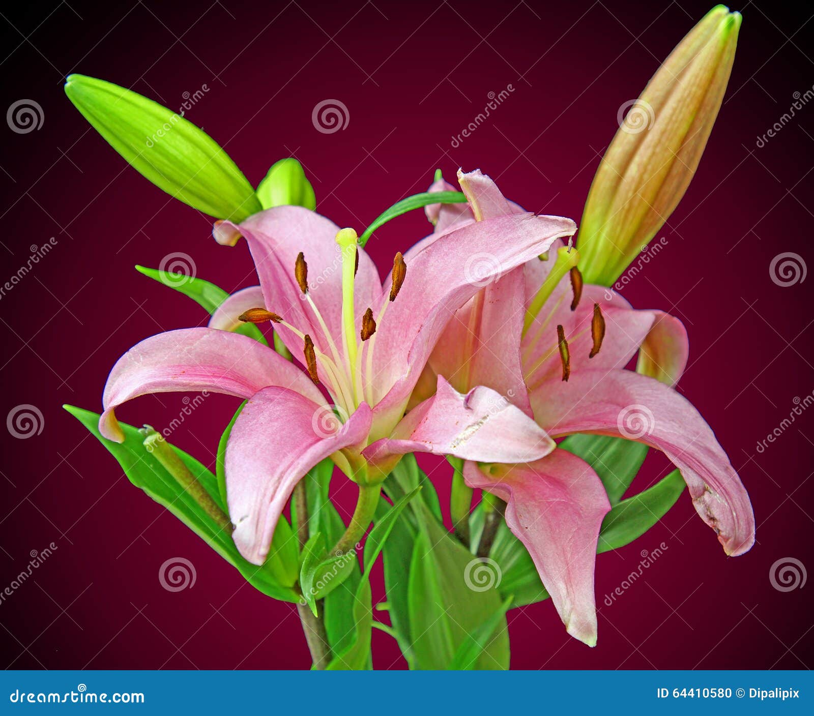 A bunch of Lilies stock photo. Image of beauty, blooming - 64410580