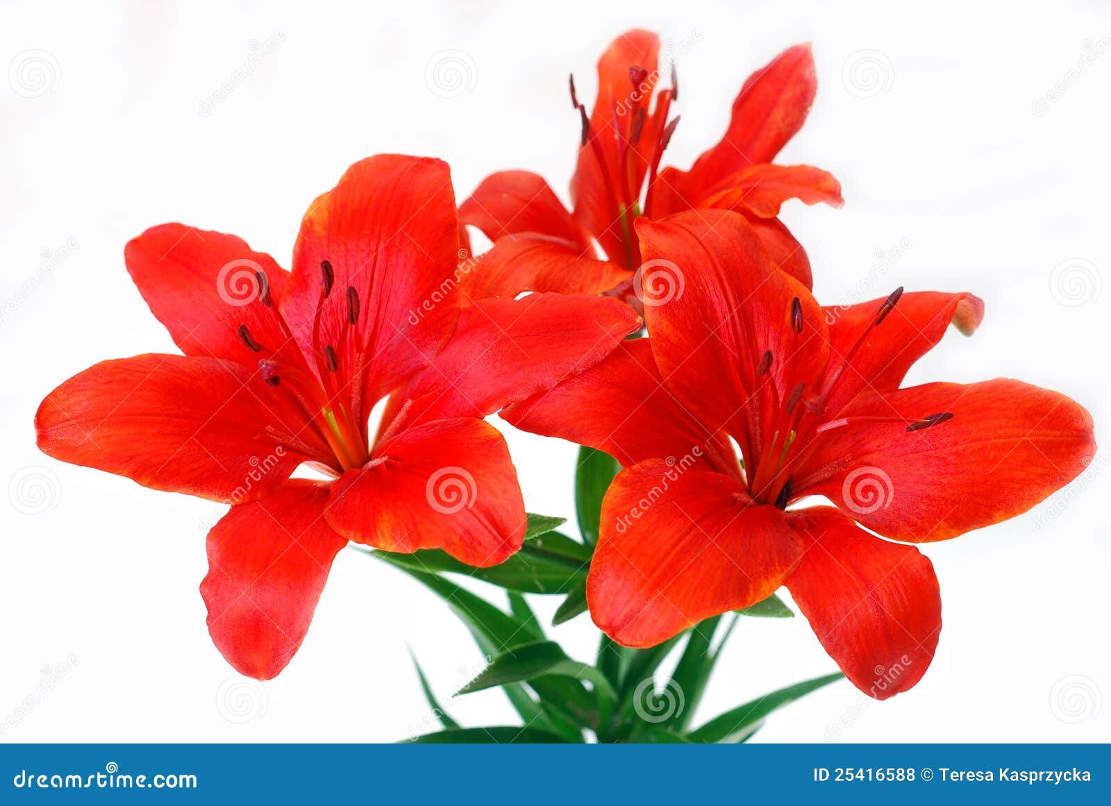 Bunch of Lily Isolated on White Stock Photo - Image of beauty, burgundy ...