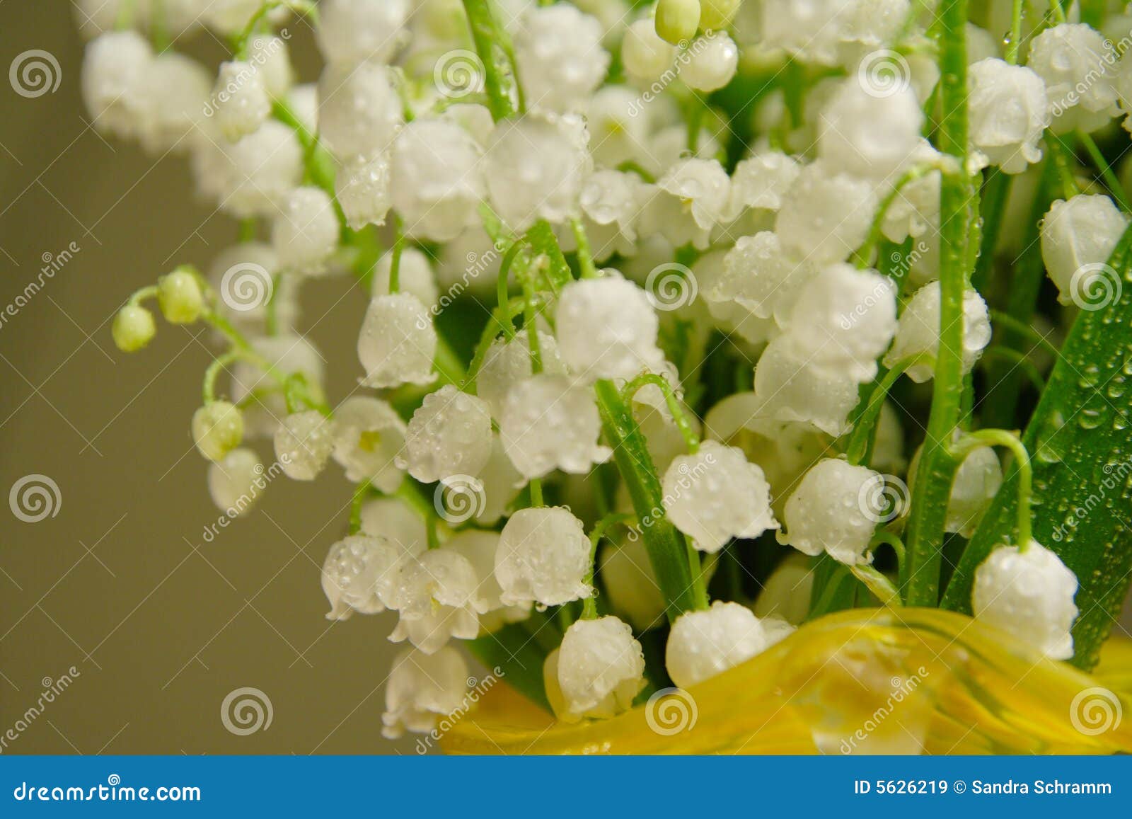Bunch of Lily of the Valley Stock Image - Image of gift, lilly: 5626219