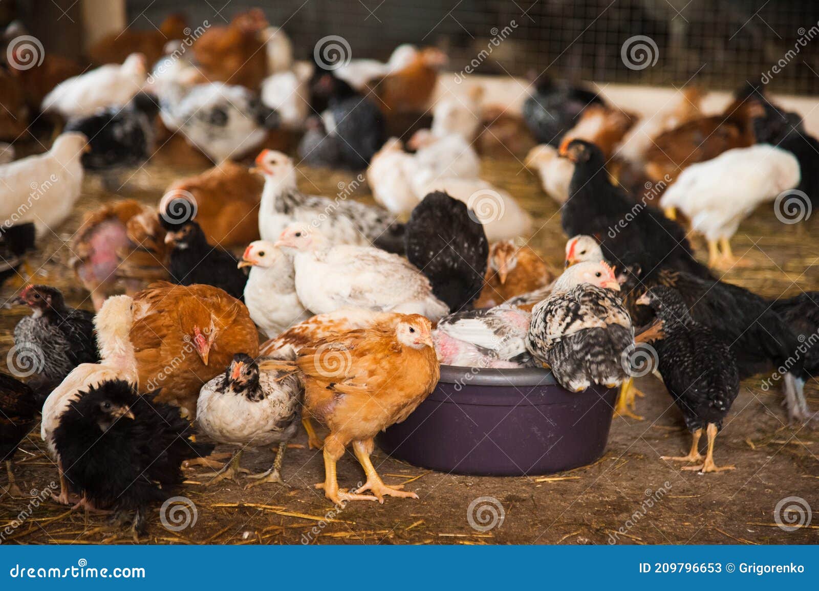 A bunch of little chickens stock image. Image of cute - 209796653