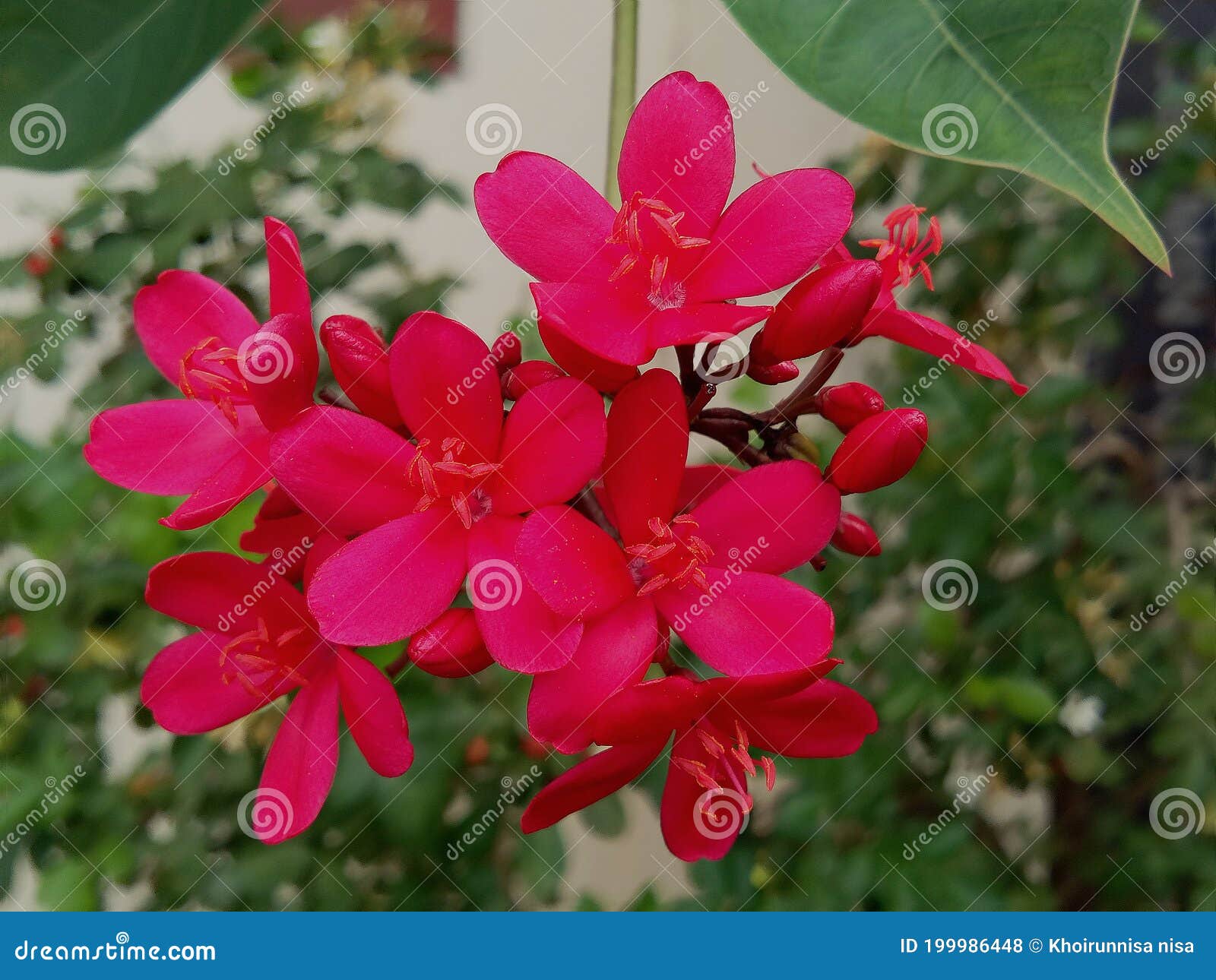 A Bunch of Little Red Flowers Bloomed Beautifully Stock Photo - Image ...