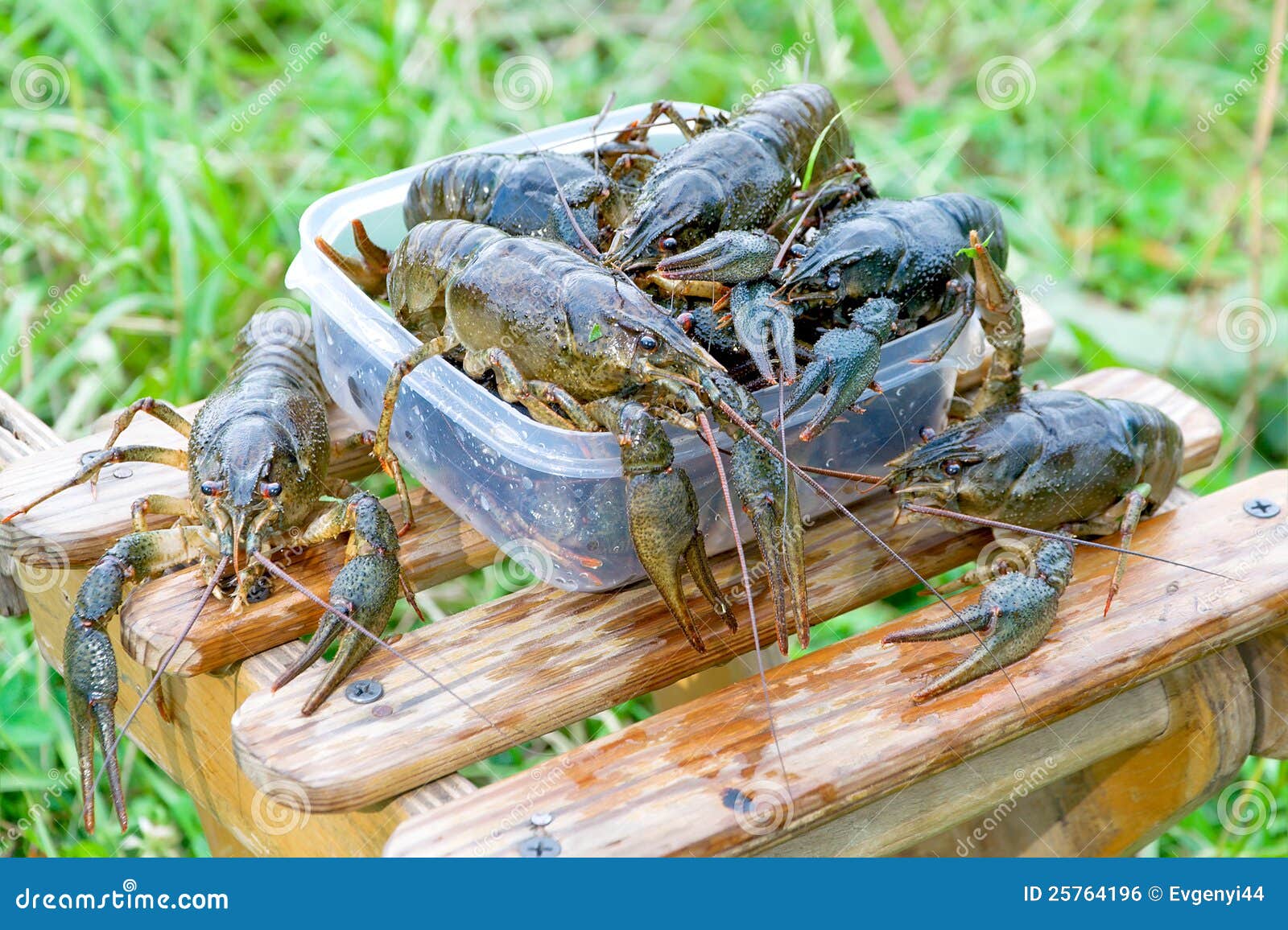 A bunch of live crayfish stock photo. Image of river - 25764196