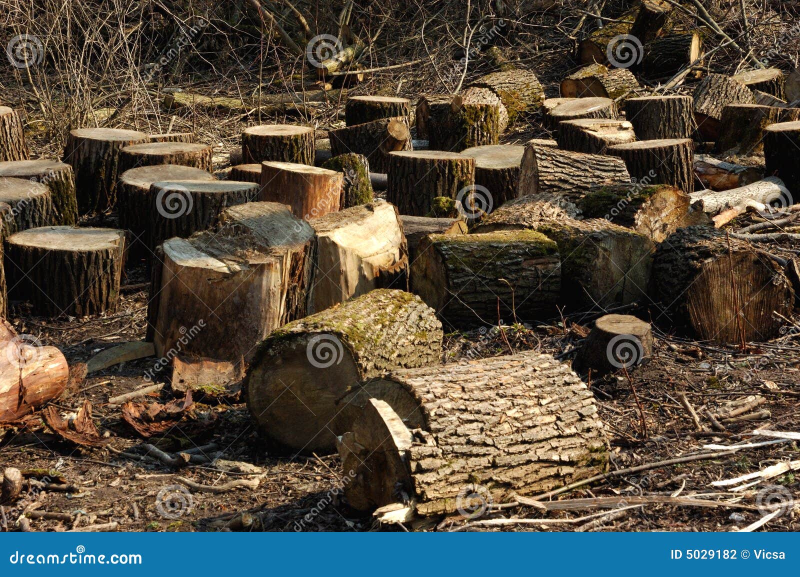 Bunch of Logs in Spring Forest Stock Photo - Image of agriculture ...