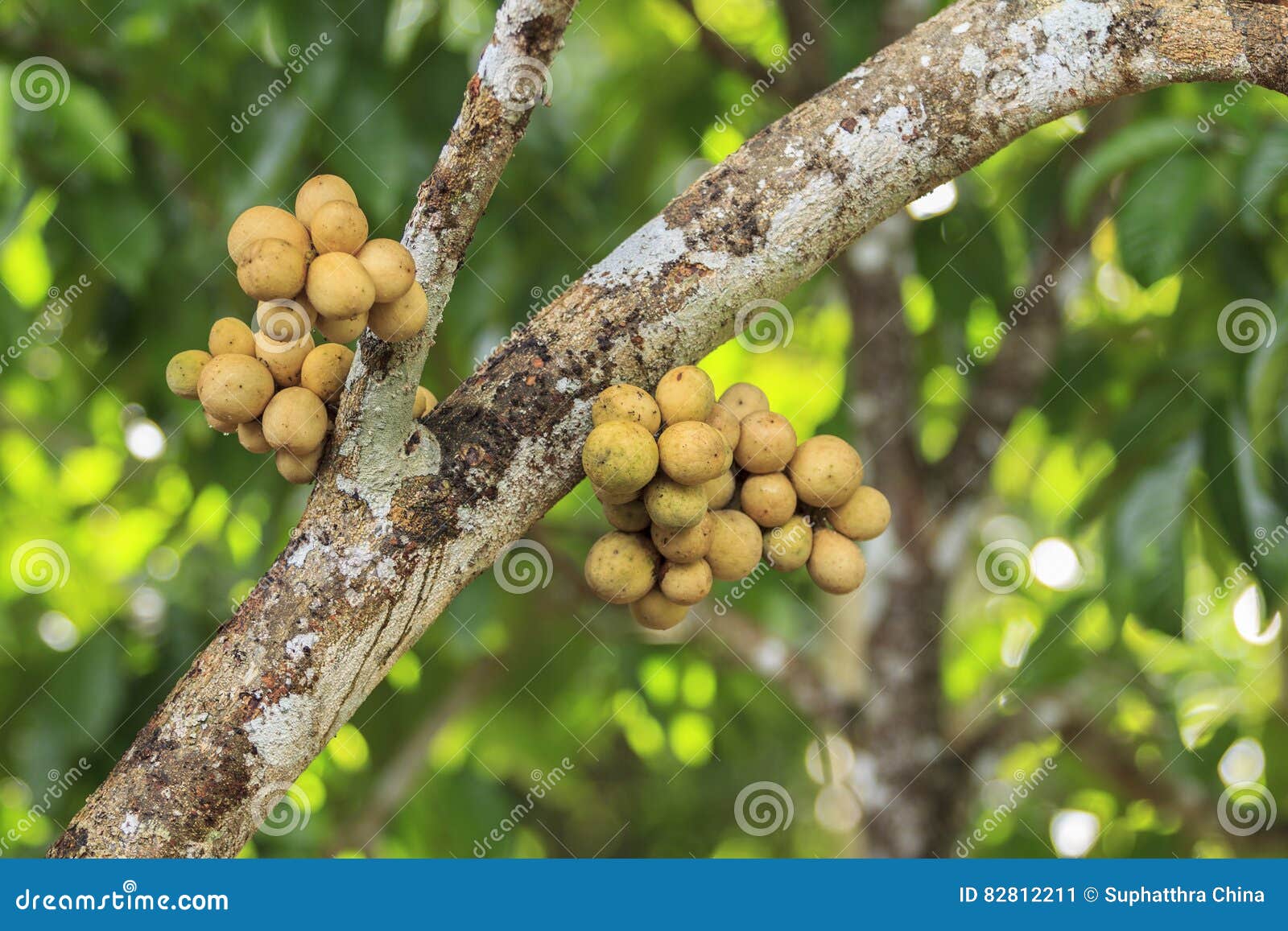 Bunch of Long Kong Fruit on Tree Stock Image - Image of domesticum ...