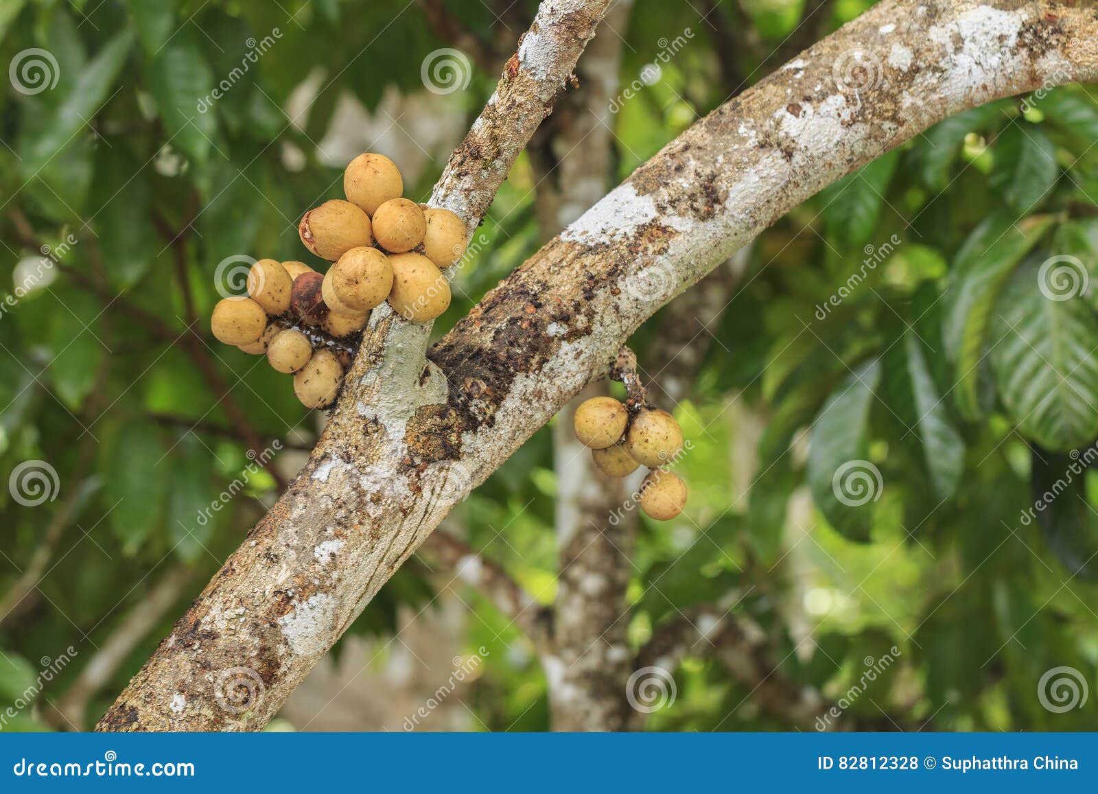 Bunch of Long Kong Fruit on Tree Stock Photo - Image of yummy, lansium ...