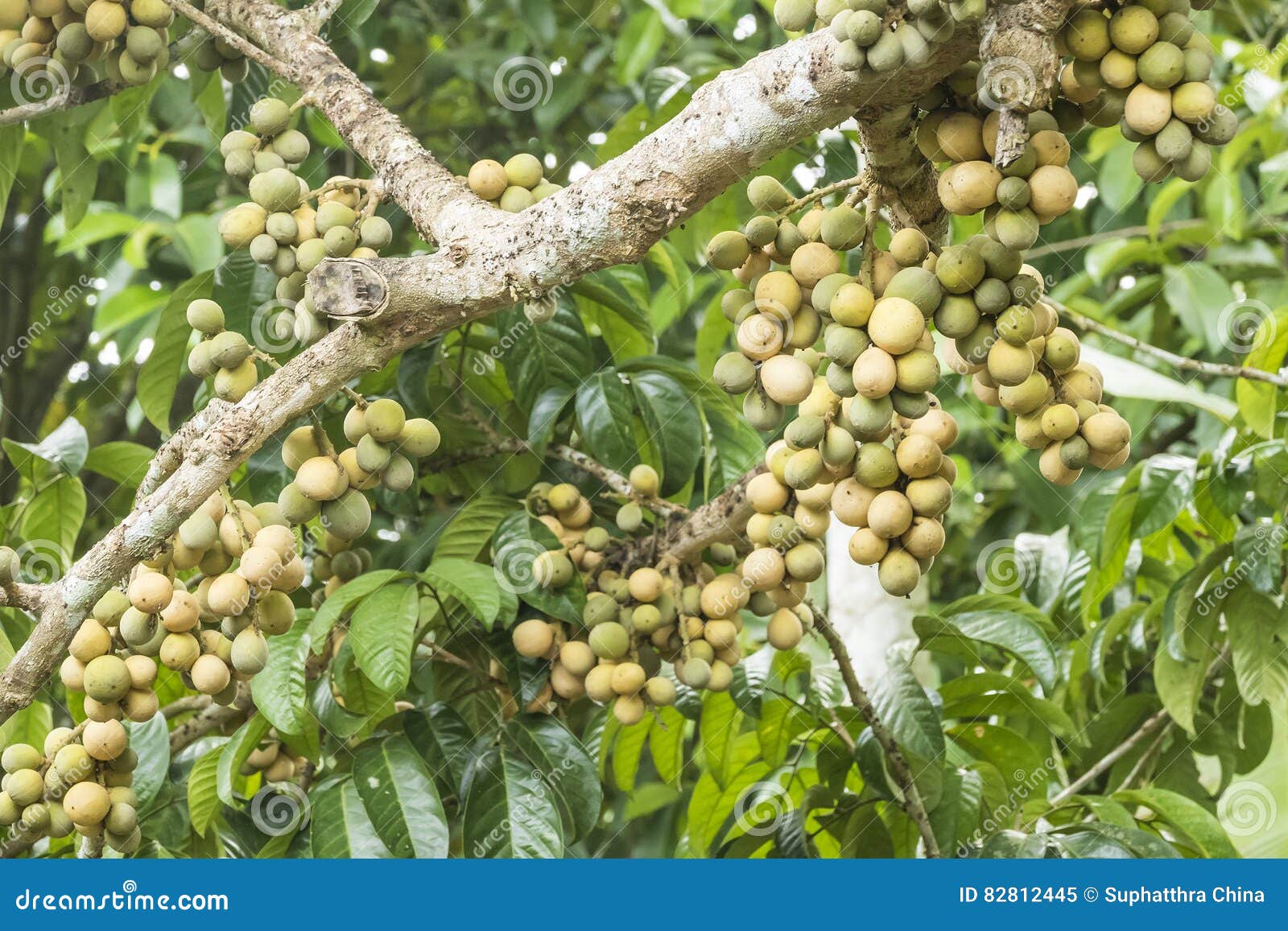 Bunch of long kong fruit stock image. Image of asia, healthy - 82812445