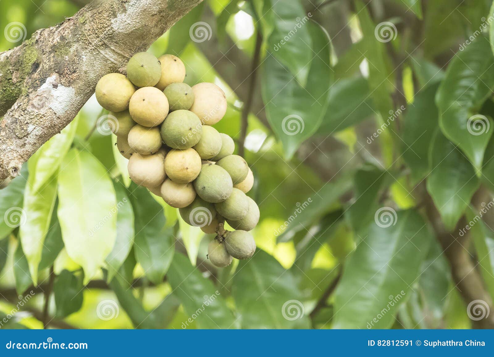 Bunch of long kong fruit stock image. Image of longong - 82812591