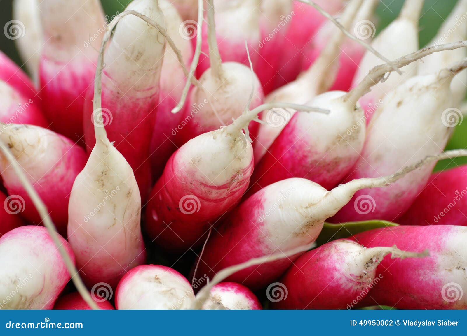 Long Radish White Tip Stock Photos - Free & Royalty-Free Stock Photos ...