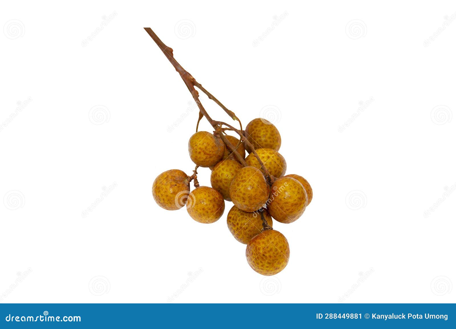 A bunch longan fruits stock image. Image of closeup - 288449881