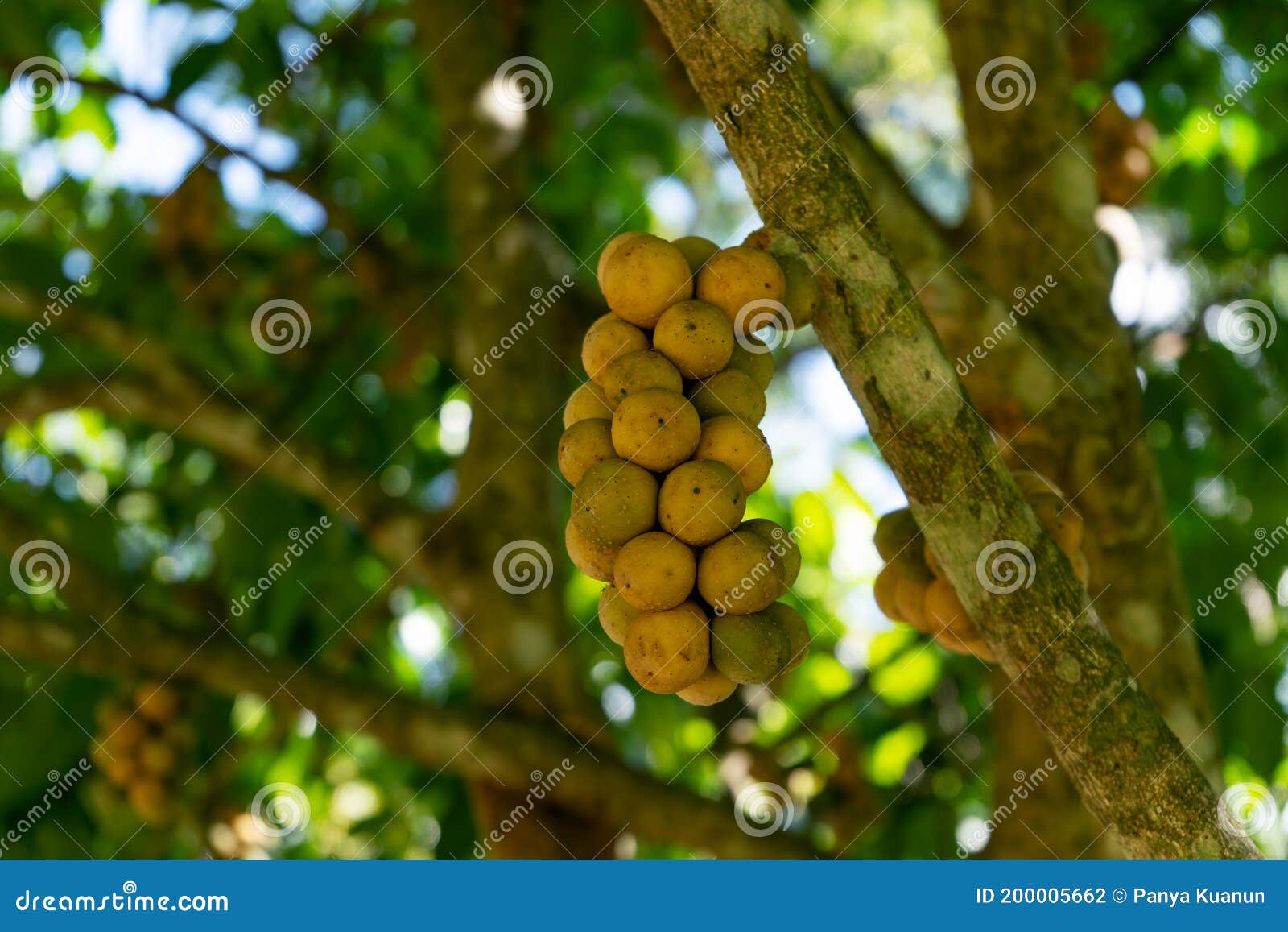 Bunch of Longgong on the Tree in the Garden Stock Photo - Image of ...