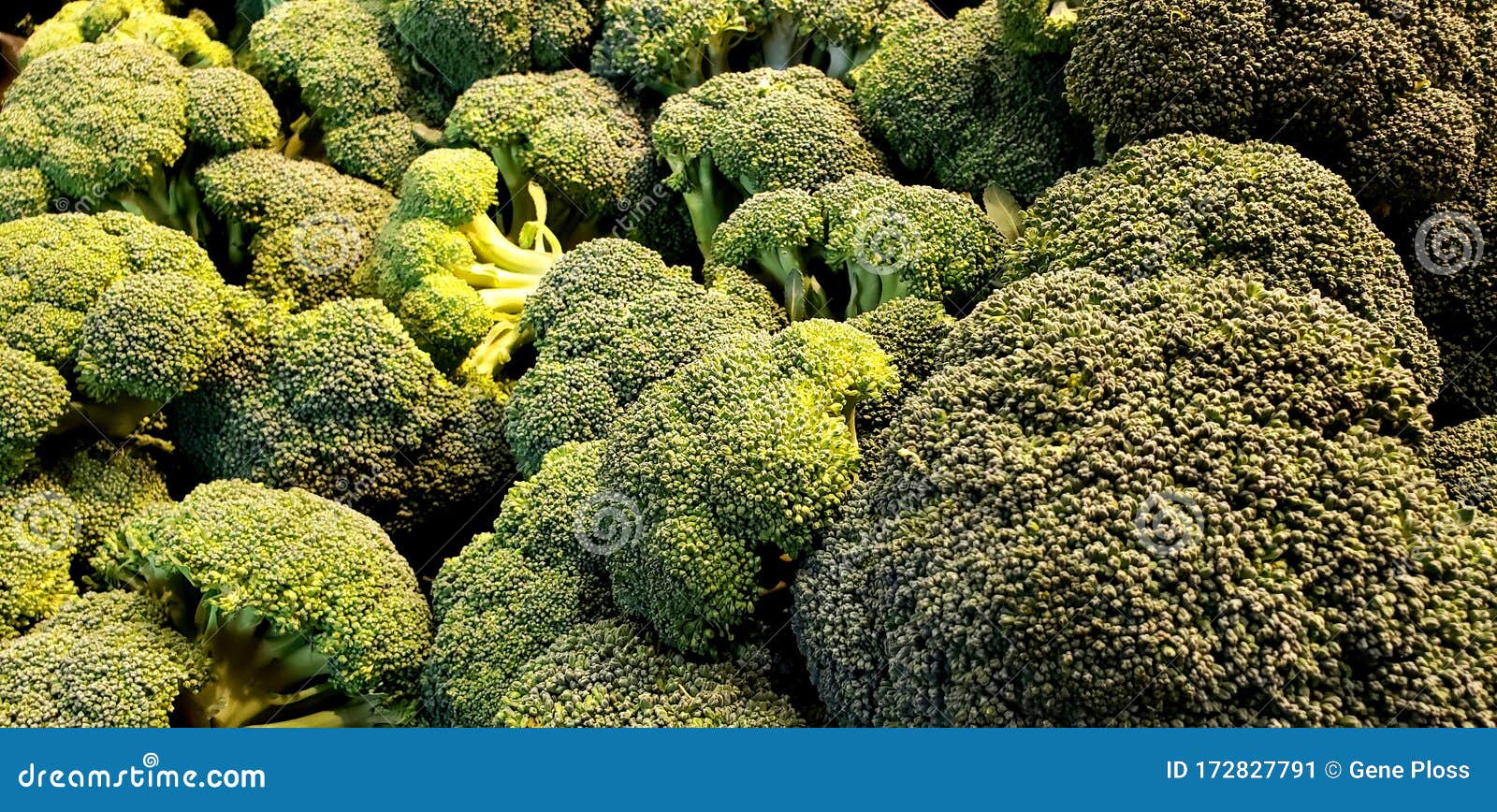 A Bunch of Loose, Fresh, Raw Broccoli Crowns Horizontal Background ...