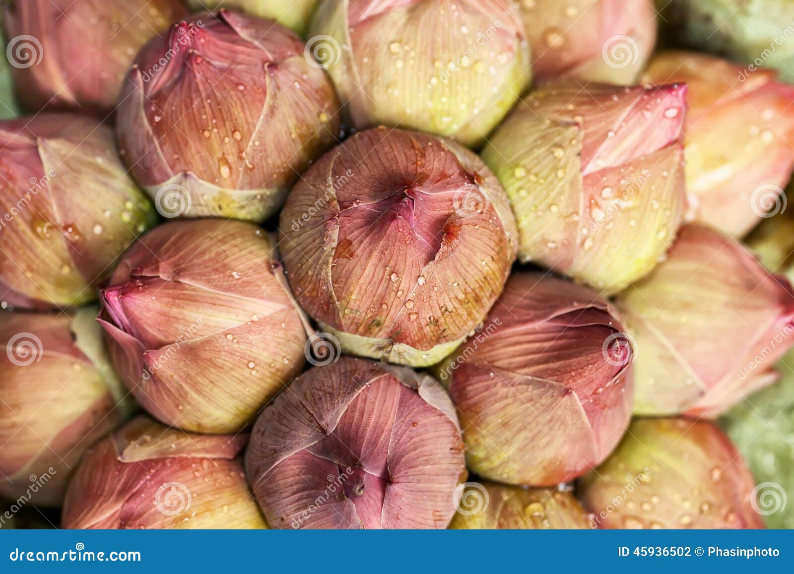 Bunch of lotus stock photo. Image of bloom, asian, drop - 45936502