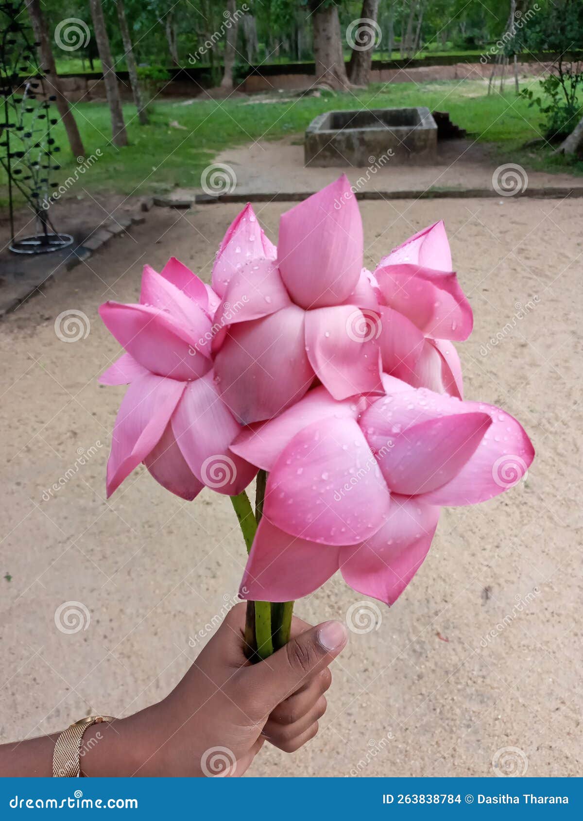 A Bunch of Lotus Flowers stock photo. Image of pink - 263838784