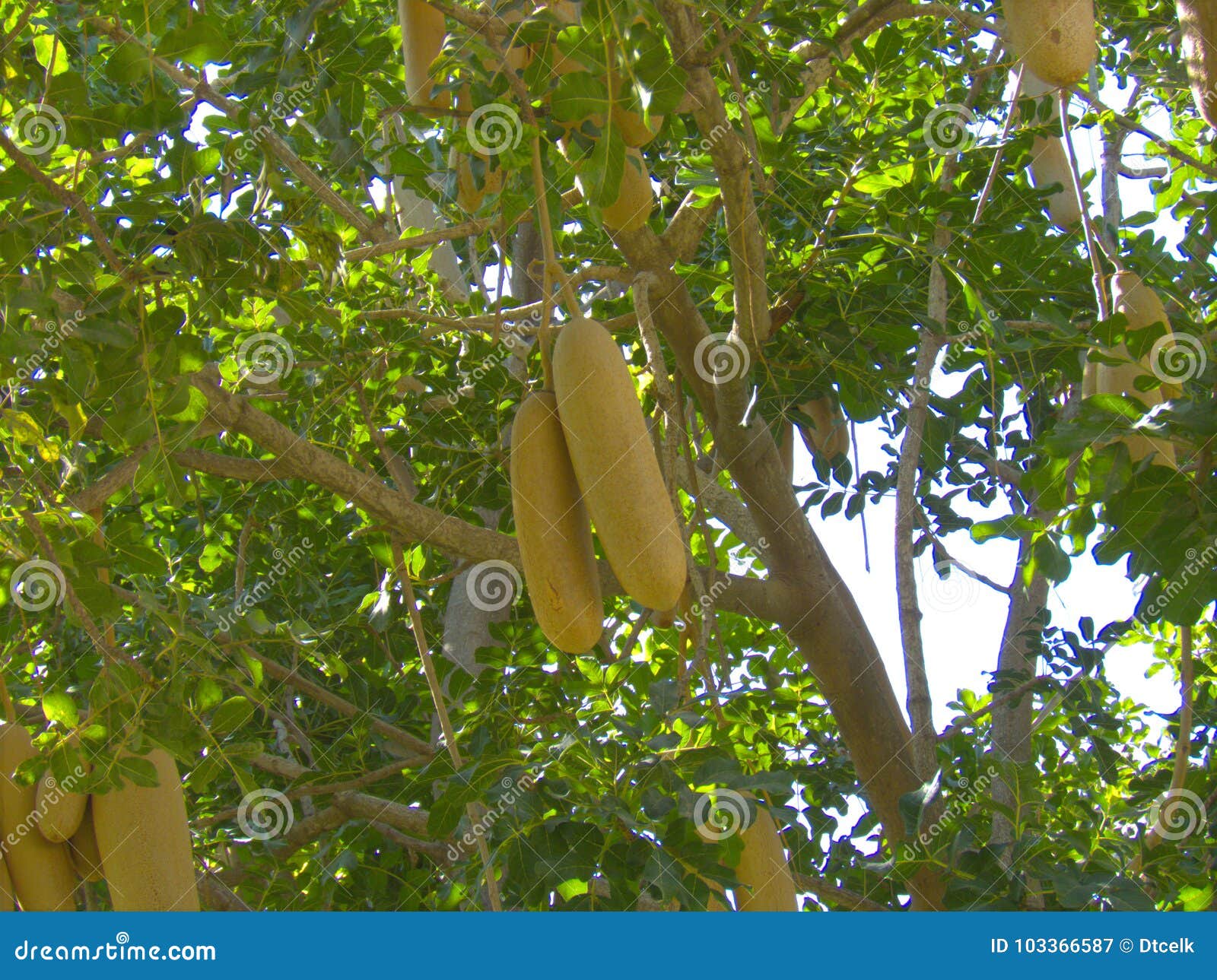 Luffas stock image. Image of fruit, fiber, ingredient - 103366587