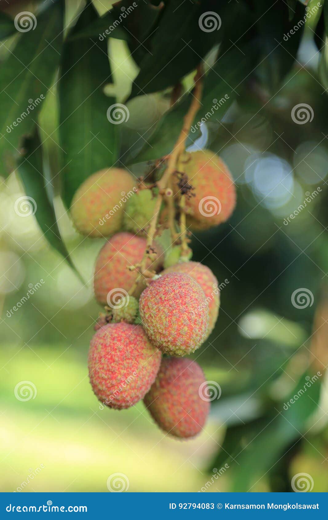 Bunch of Lychee on Tree in Tropical Fruit Garden Stock Image - Image of ...