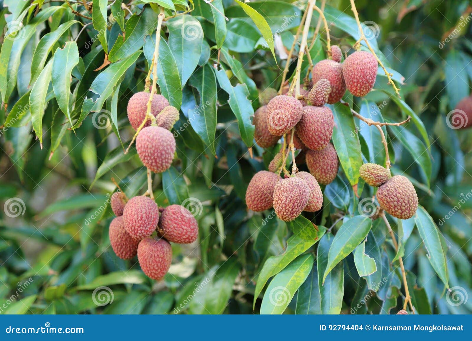 Bunch of Lychee on Tree in Tropical Fruit Garden Stock Photo - Image of ...