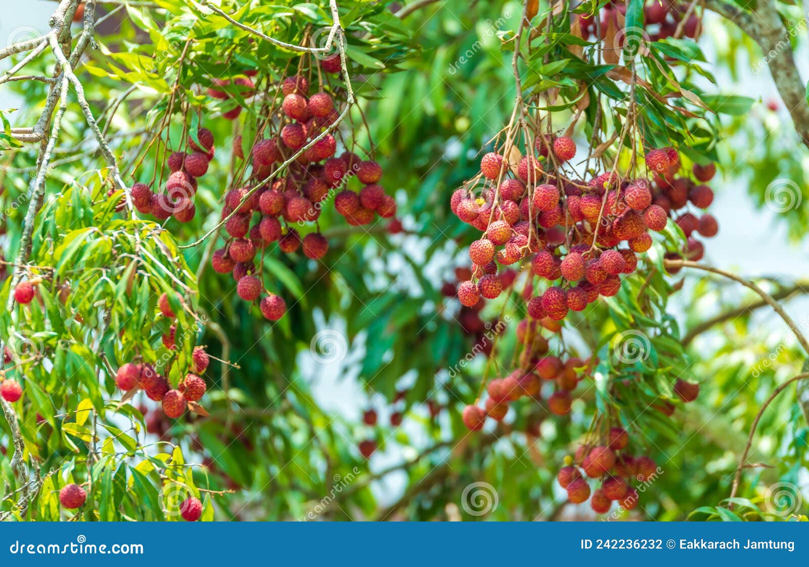 Bunch of Lychees on a Big Tree Stock Photo - Image of berry, lichee ...