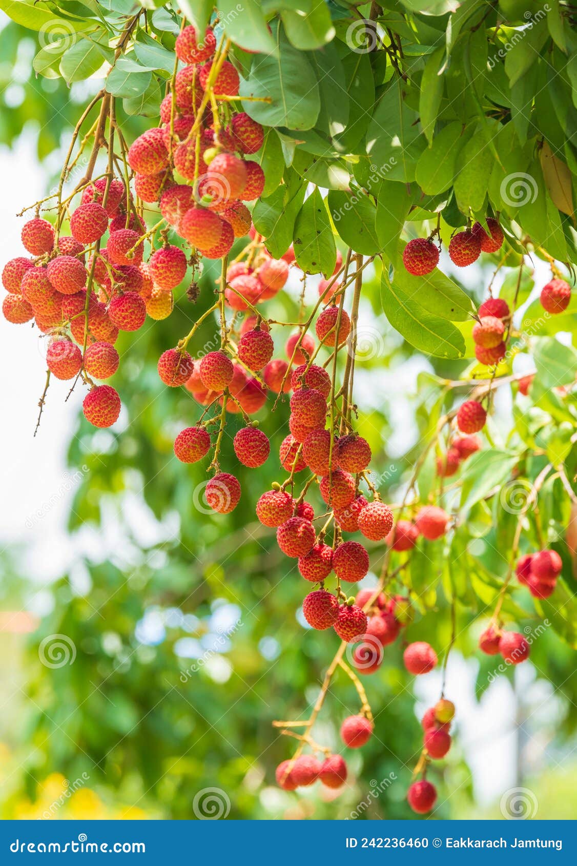 Bunch of Lychees on a Big Tree Stock Photo - Image of freshness, berry ...