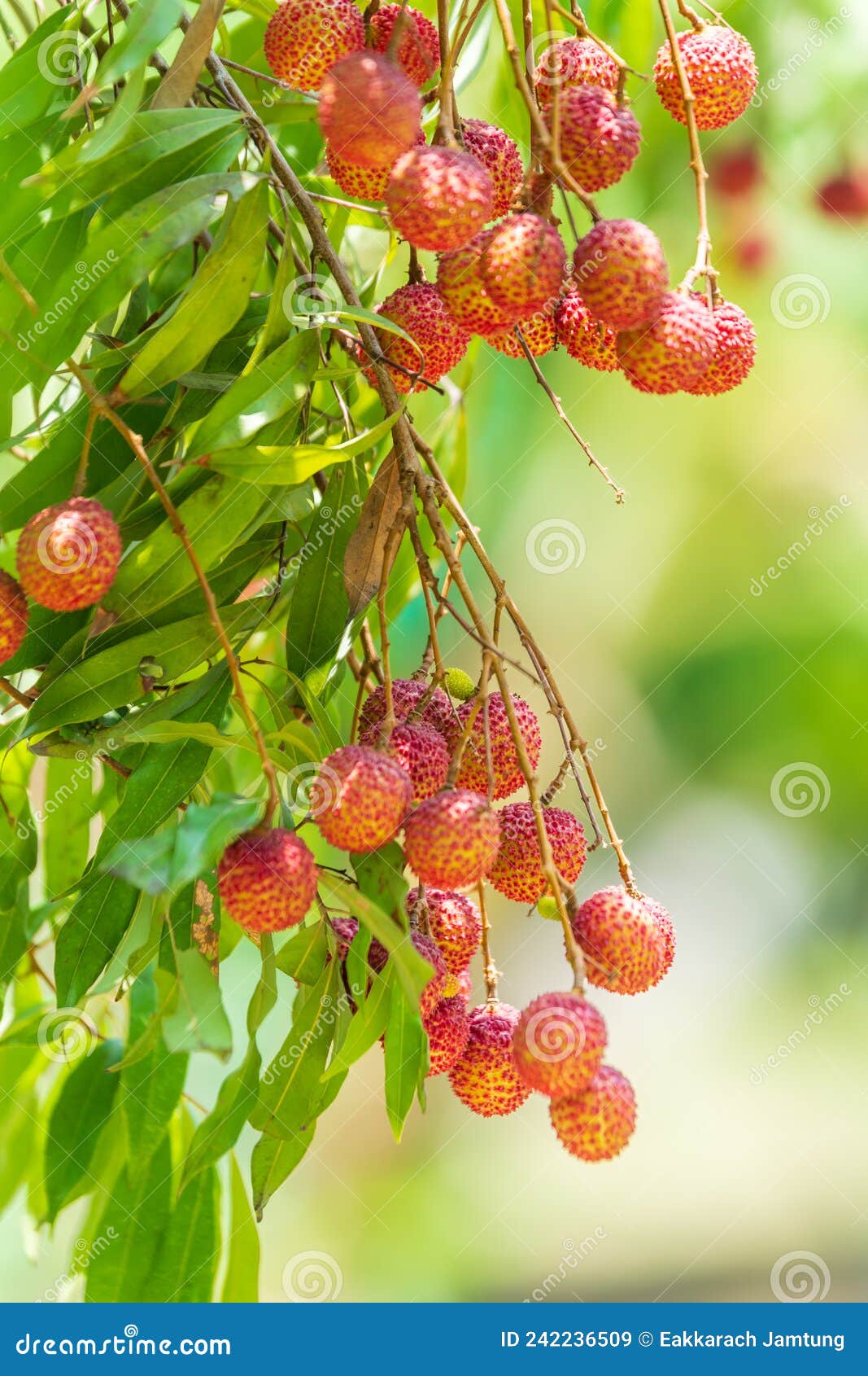 Bunch of Lychees on a Big Tree Stock Image - Image of evergreen, nature ...