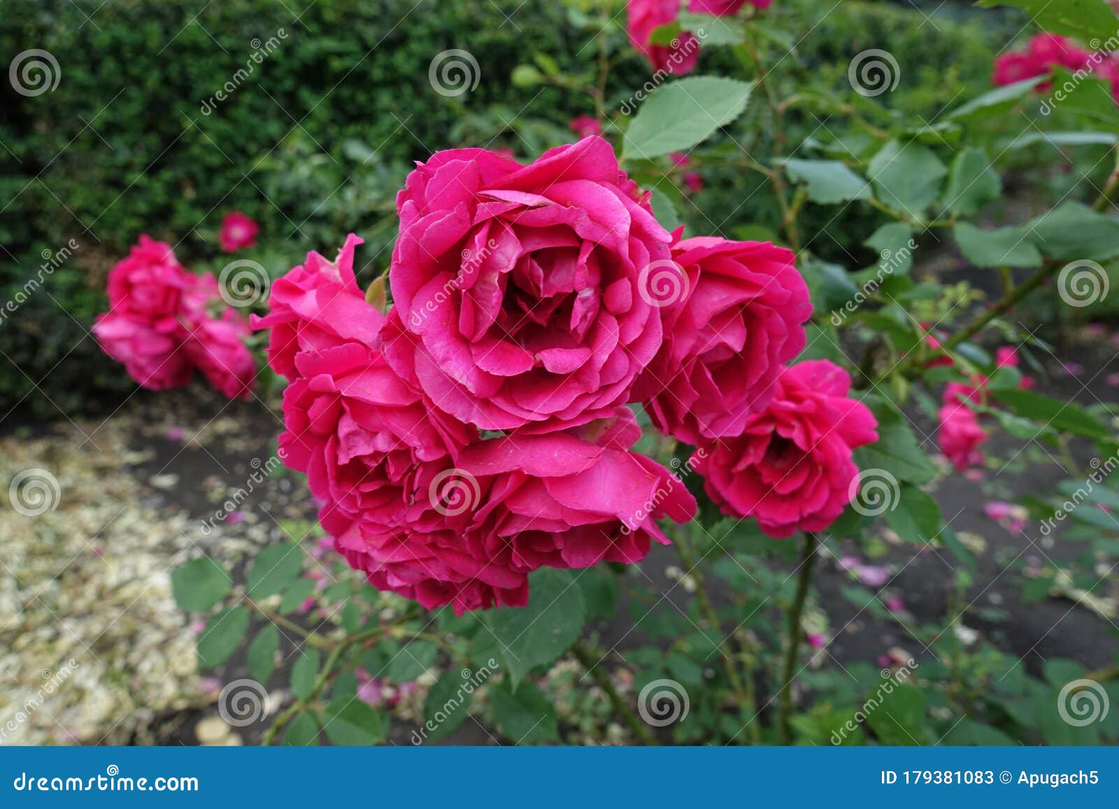 Bunch of Magenta-colored Flowers of Roses in June Stock Image - Image ...