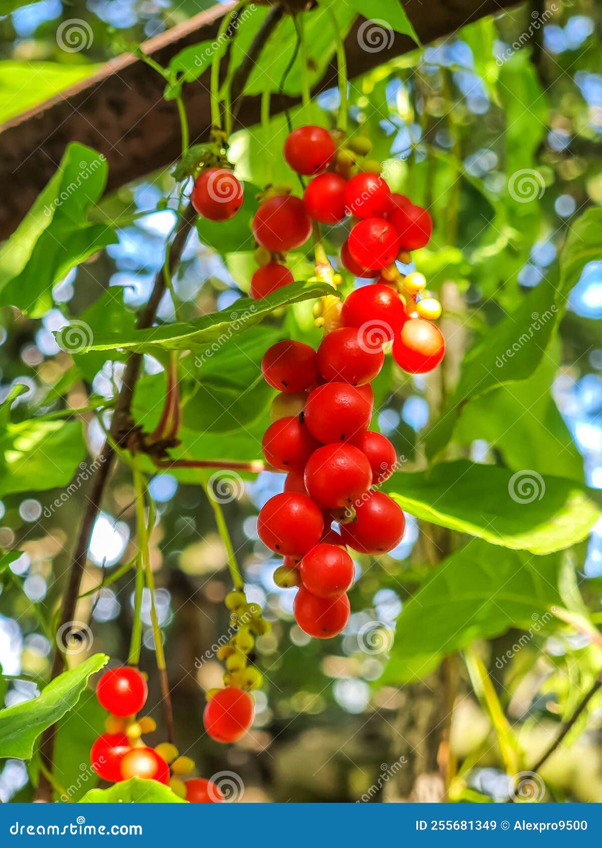 Bunch of magnolia berries stock image. Image of nature - 255681349