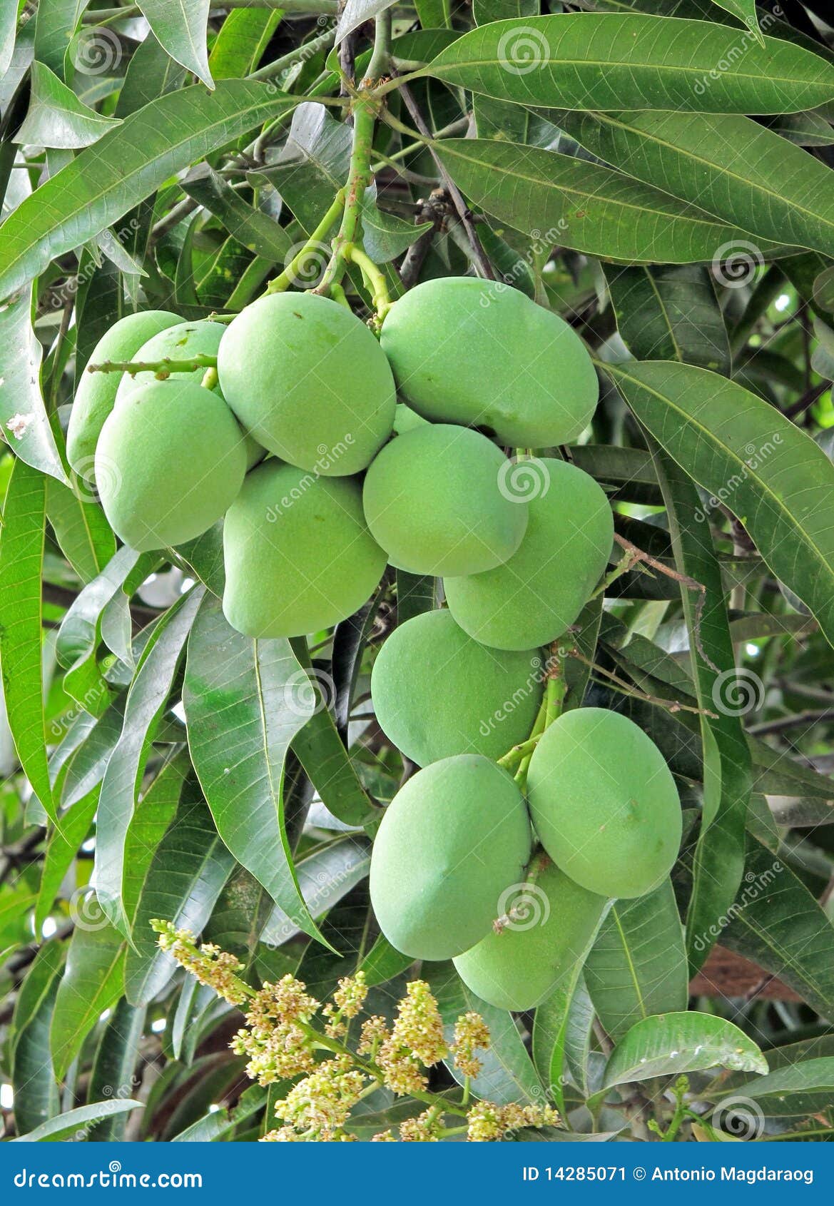 Bunch of mango stock image. Image of plant, produce, flower - 14285071