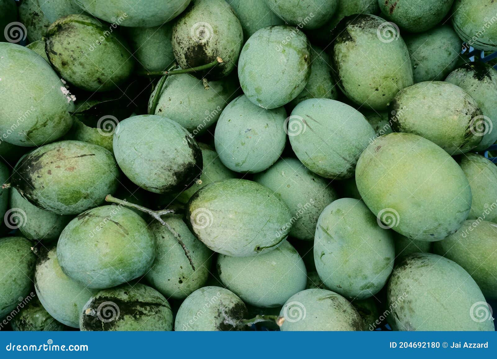 A bunch of mango in bali stock photo. Image of herb - 204692180