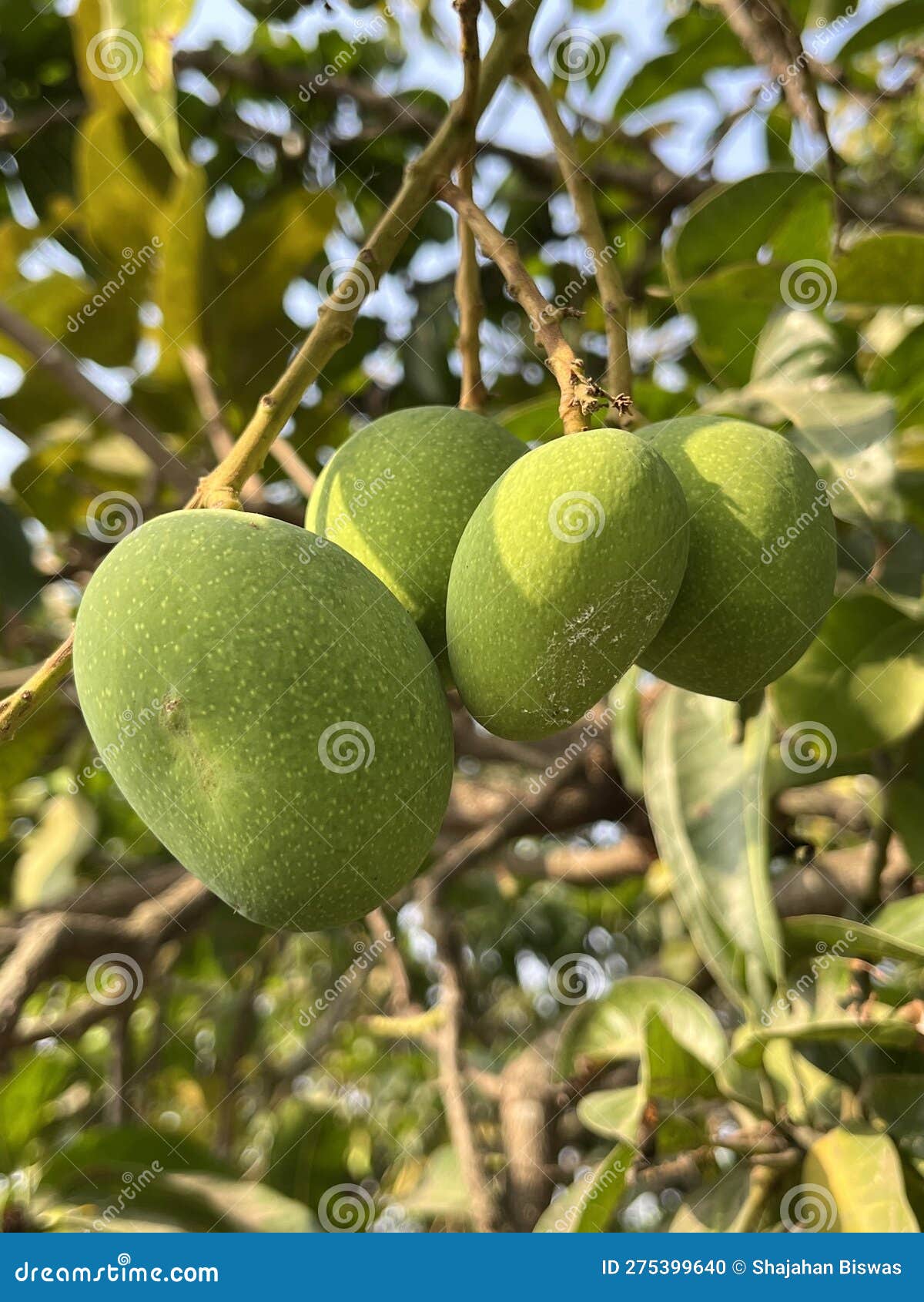 Bunch of mango stock photo. Image of produce, evergreen - 275399640