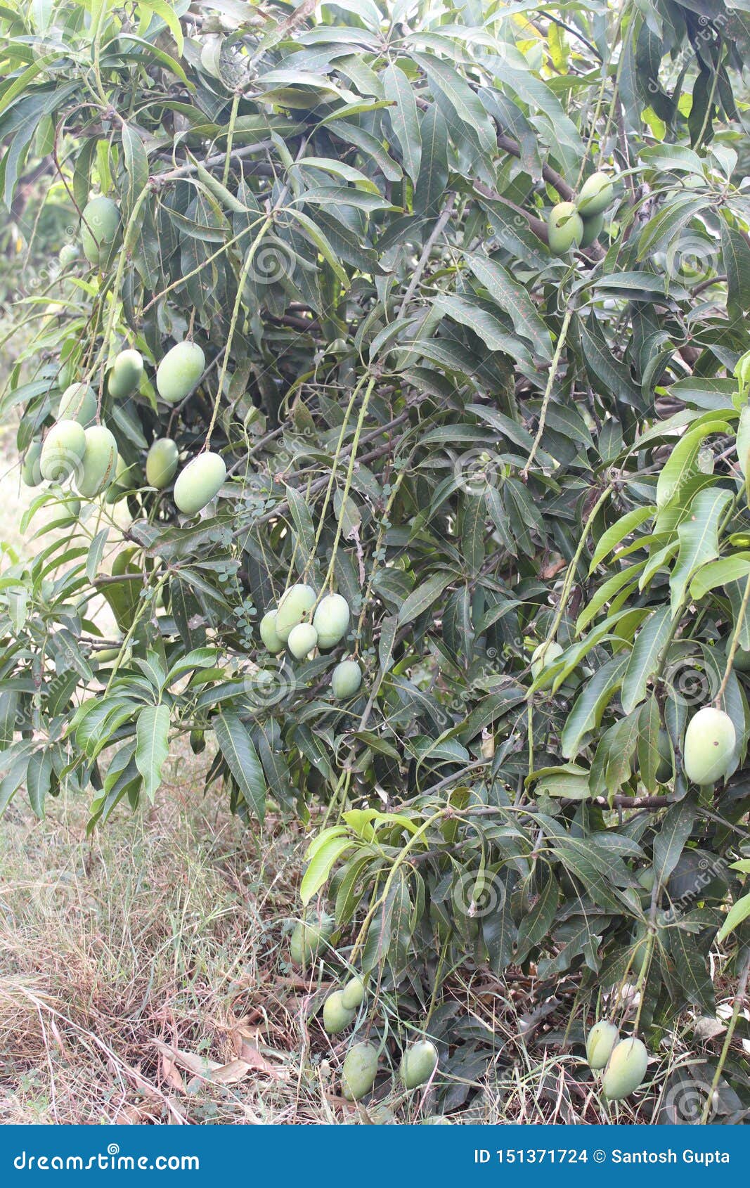 Bunch of mango stock photo. Image of plant, alphonso - 151371724