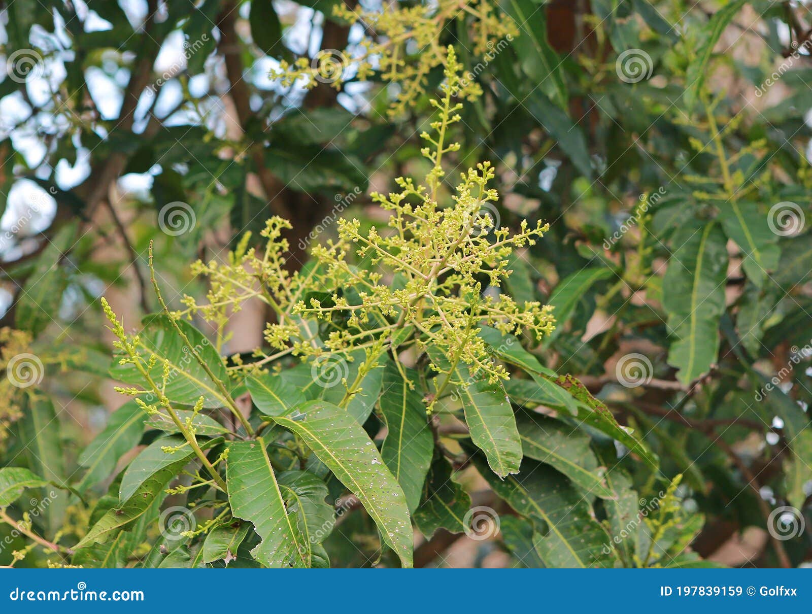 Mango Flowers,mango Tree And Blue Sky Beautiful View, Mango Farm And ...