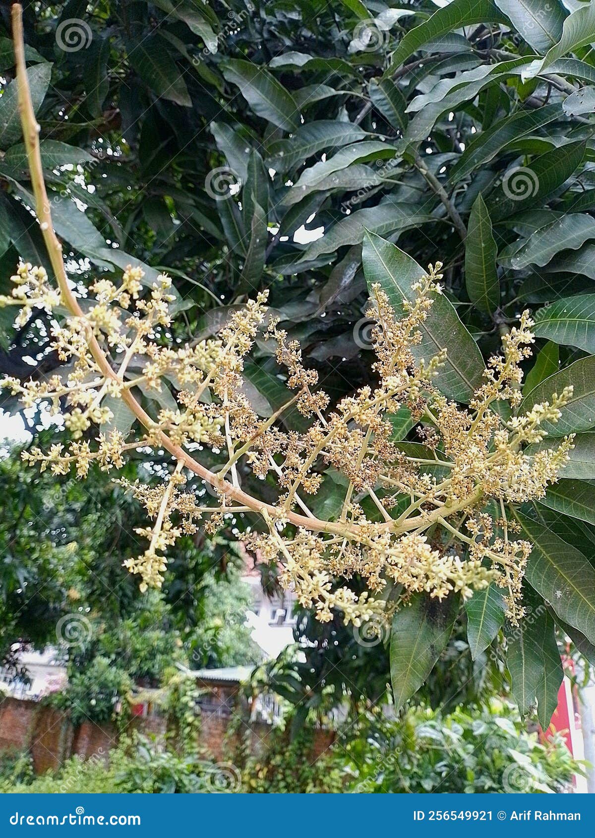 A Bunch of Mango Flowers Bloom in Rainy Season Stock Image - Image of ...