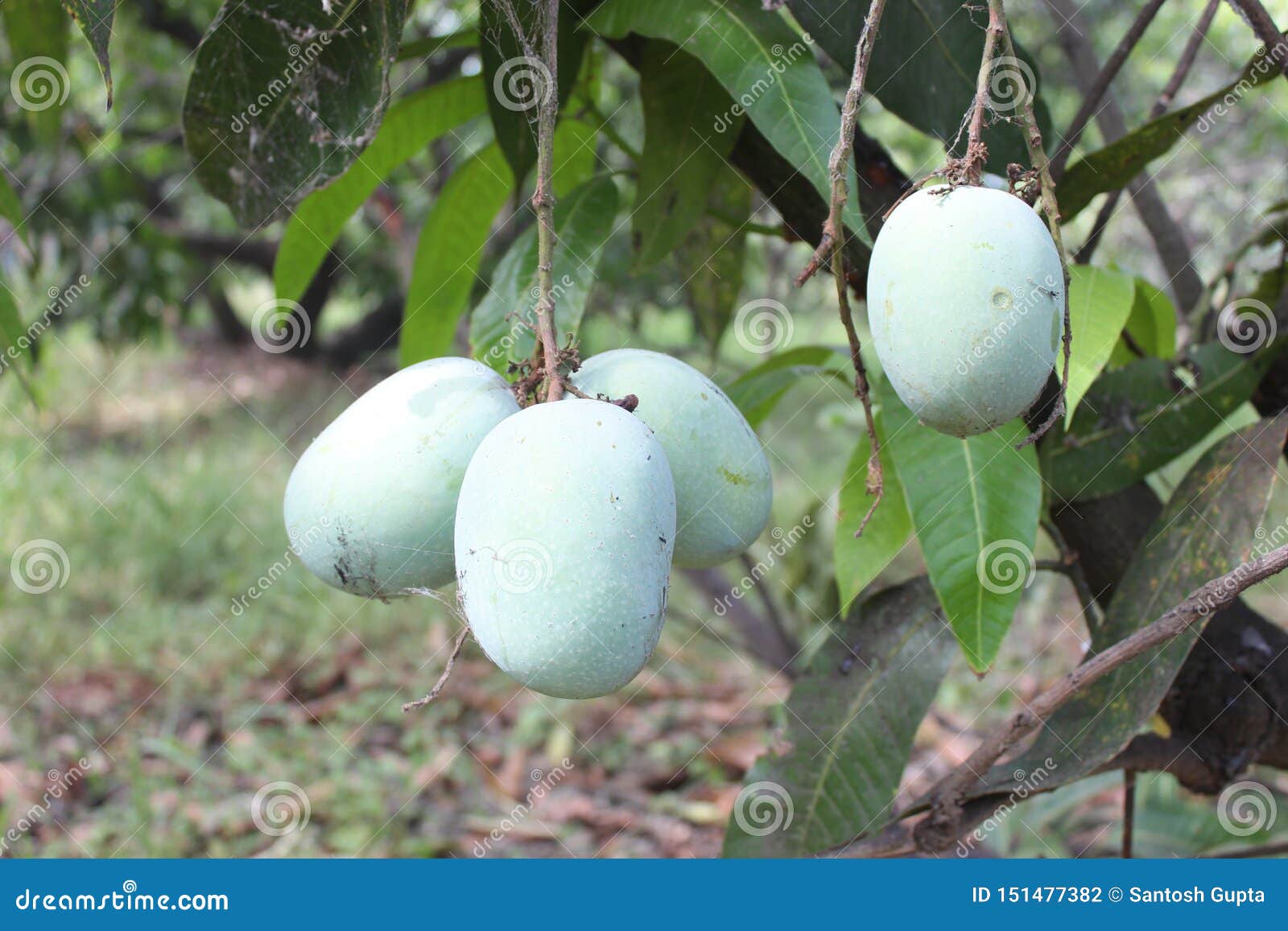 4 bunch of mango hanging stock photo. Image of delicious - 151477382