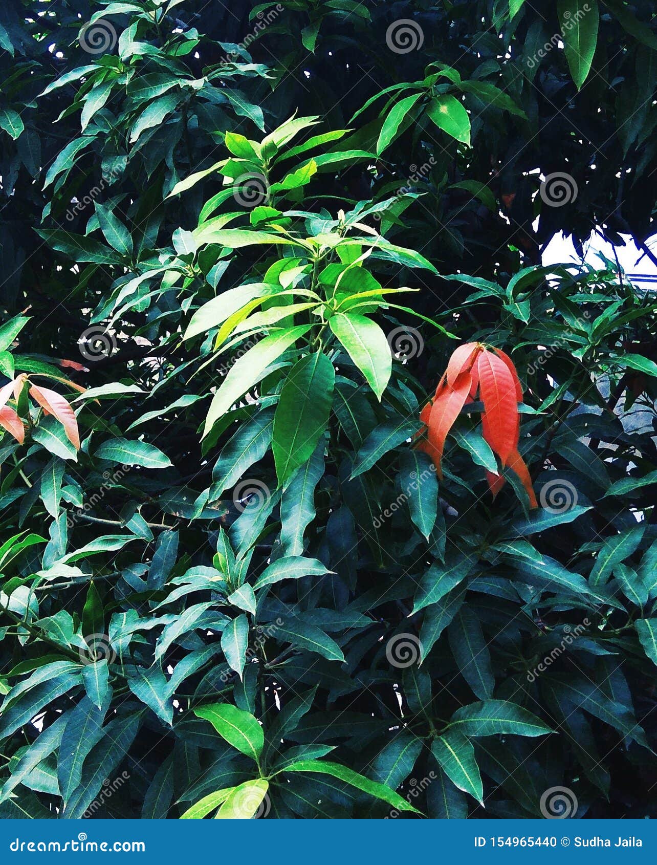 Bunch of Mango tree leaves stock photo. Image of wallpaper - 154965440