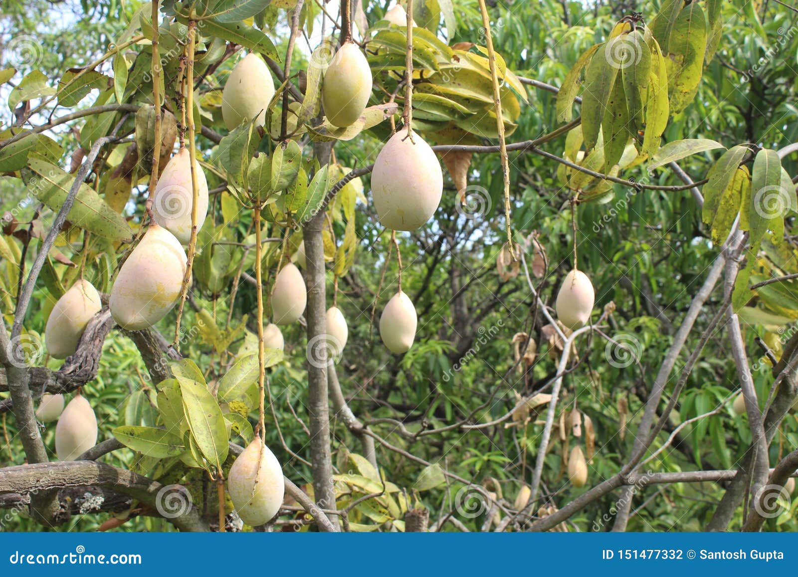 Bunch of Mango Type Sinduri Stock Photo - Image of mangoes, basket ...