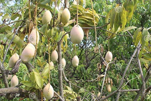 Bunch of Mango Type Sinduri Stock Photo - Image of mangoes, basket ...