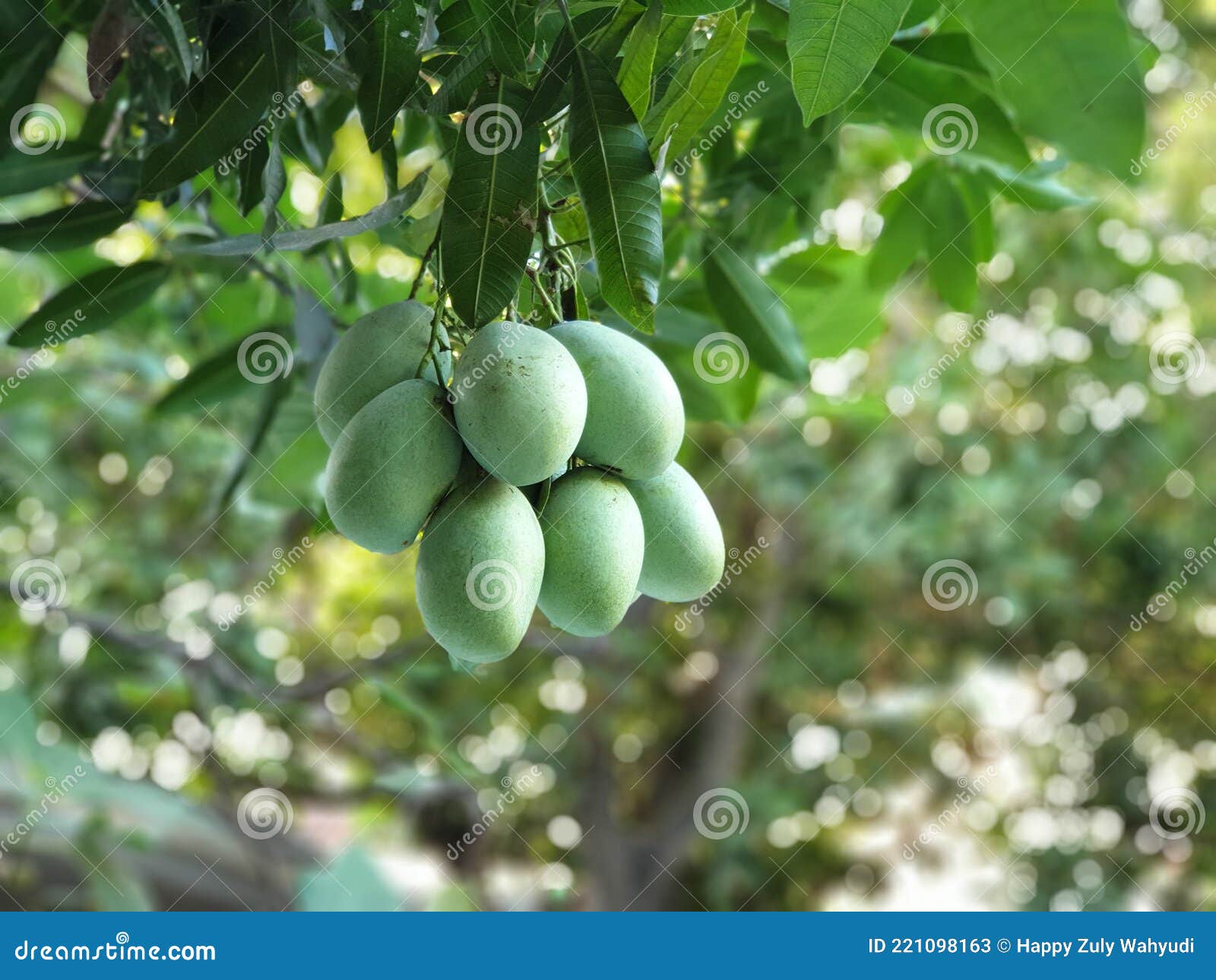 A Bunch of Mangoes on the Stem Hanging from the Tree in Mango Season ...