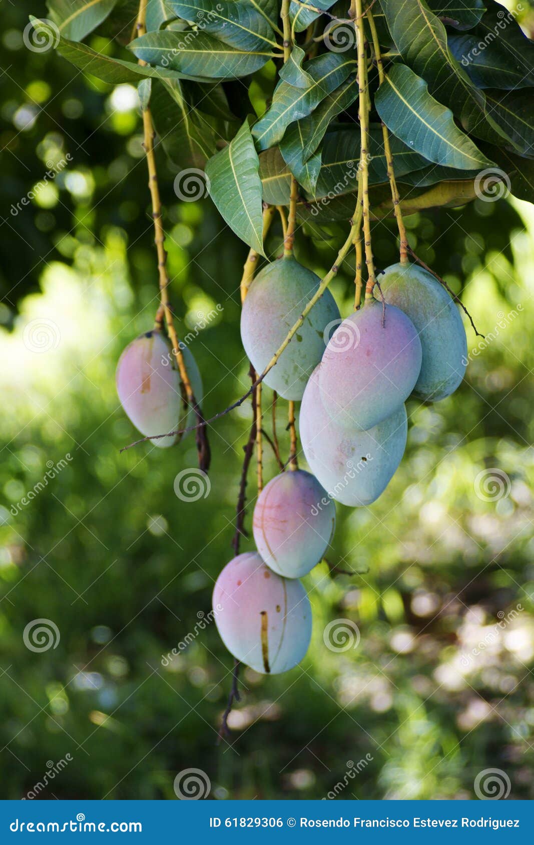 A Bunch Of Mangoes On The Stem Hanging From The Tree In Mango Season ...