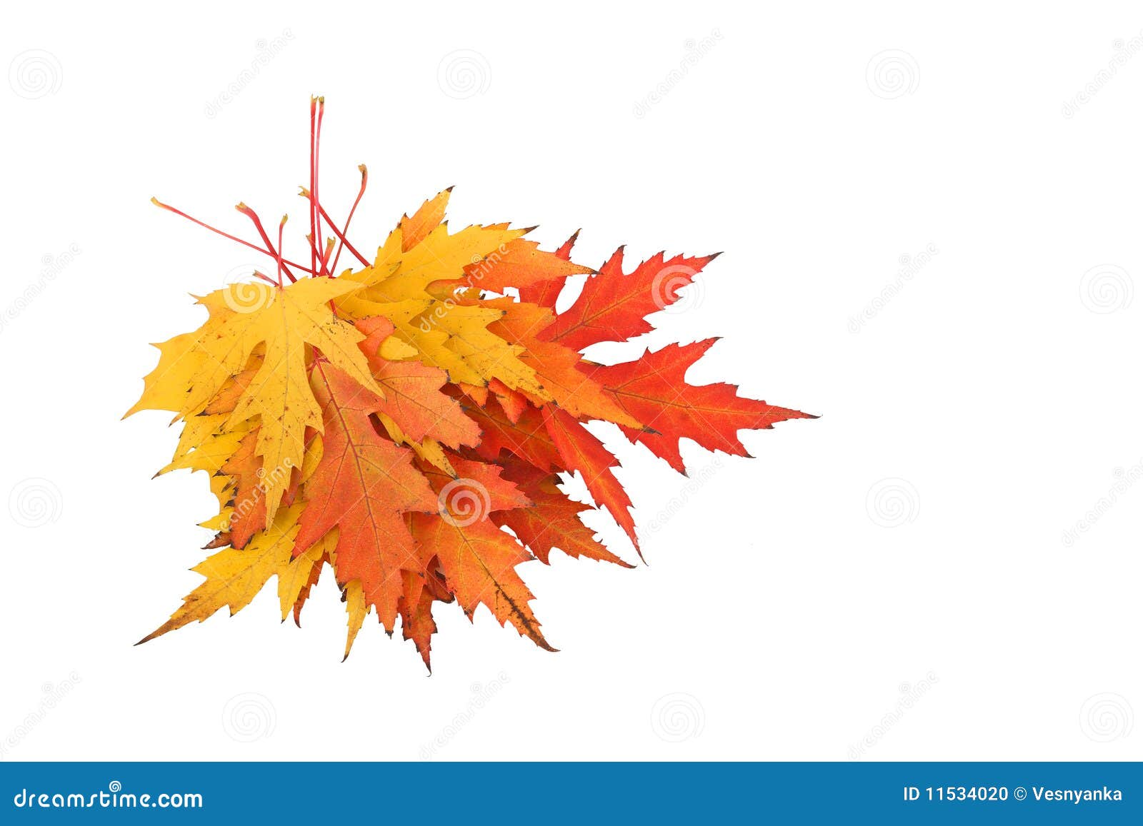Bunch of maple leaves. stock photo. Image of closeup - 11534020