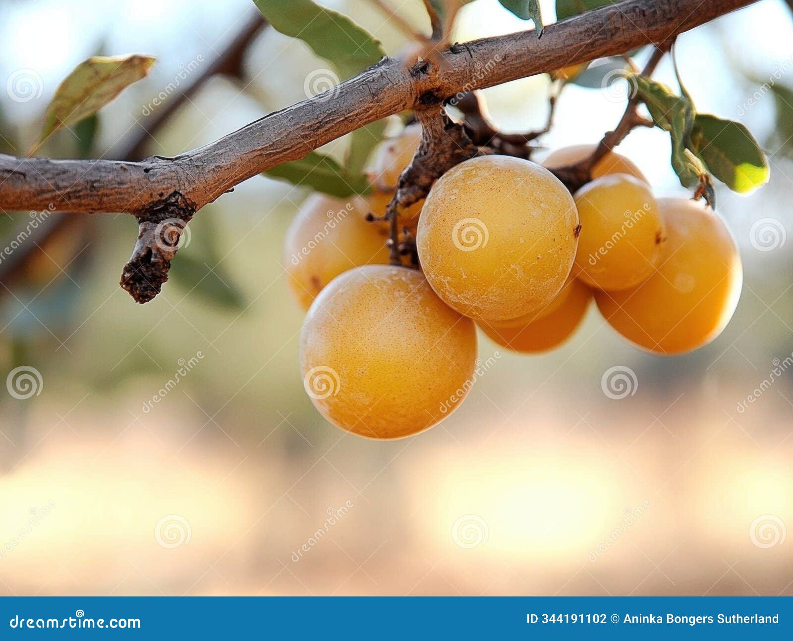 A Bunch of Marula Fruit Hanging from a Tree Branch Stock Illustration ...