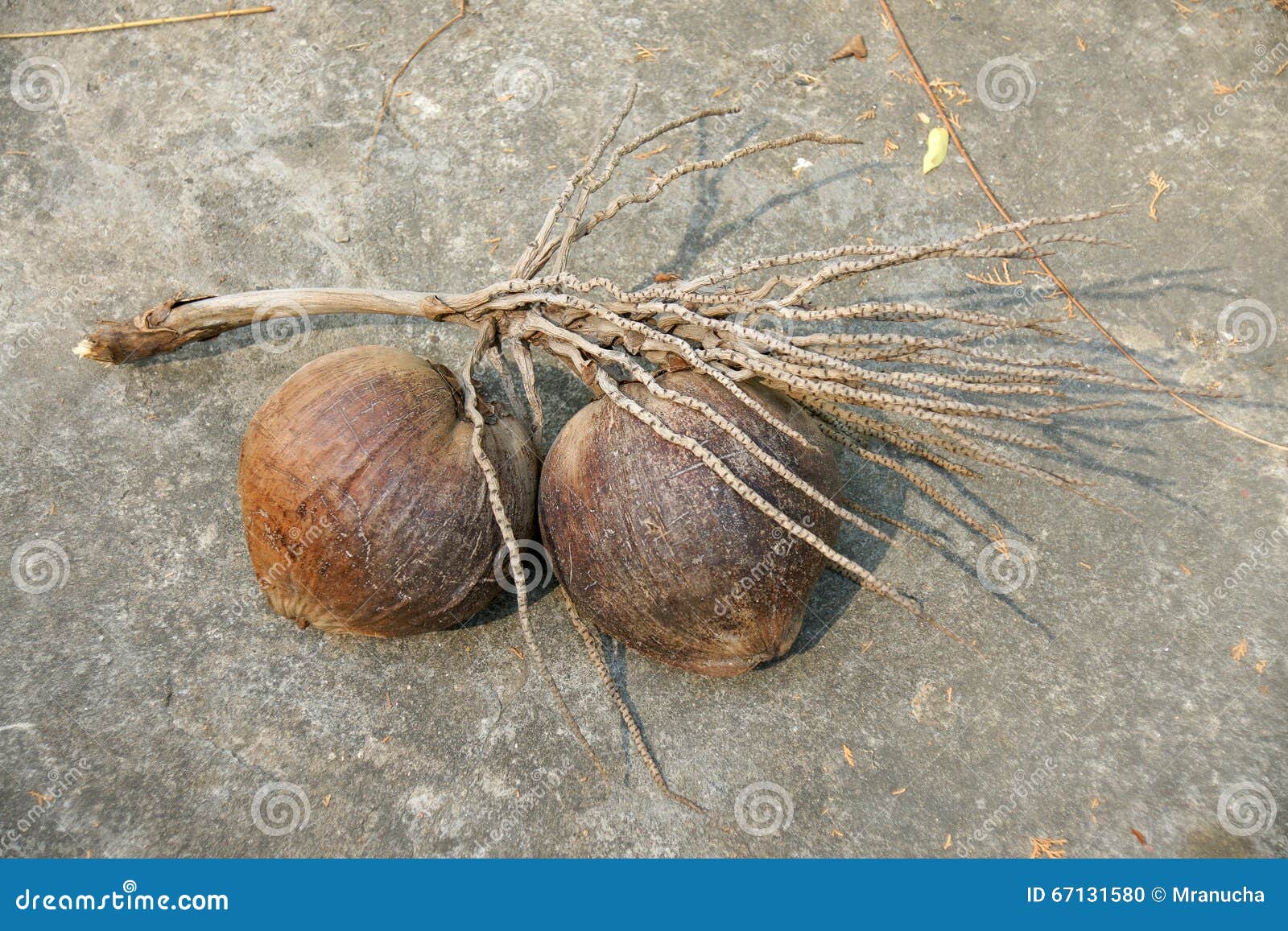 Bunch of Mature Coconut with Stem Stock Photo - Image of nature ...