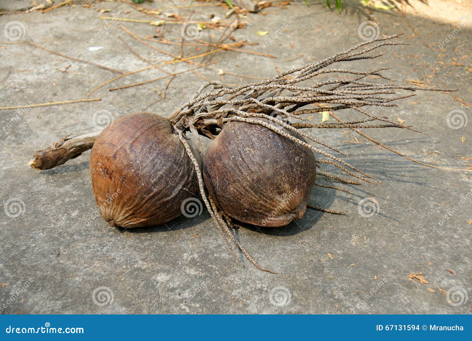 Bunch of Mature Coconut with Stem Stock Photo - Image of health ...