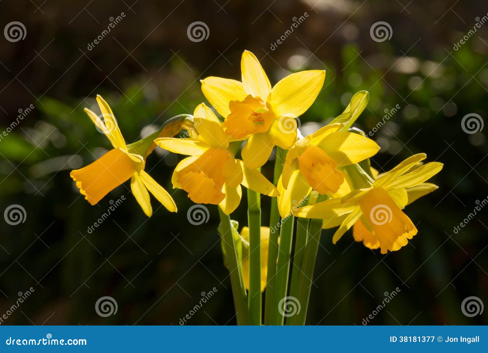 A Bunch of Miniature Daffodils Stock Image - Image of green, fresh ...