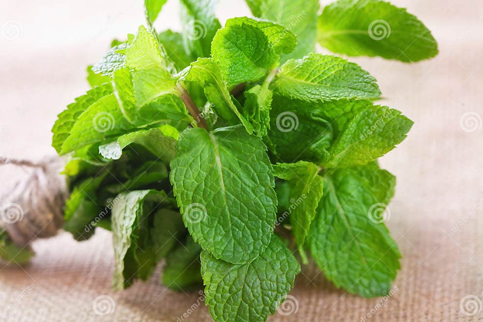 Bunch of mint on the table stock photo. Image of closeup - 59977770